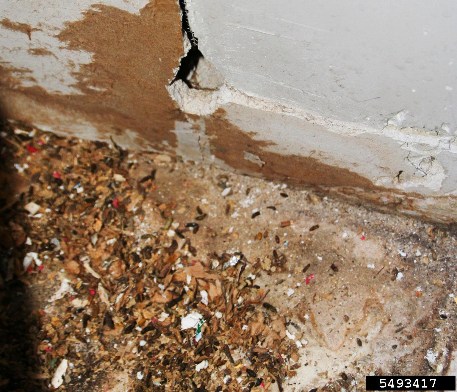 house mouse (Mus musculus Linnaeus, 1758)