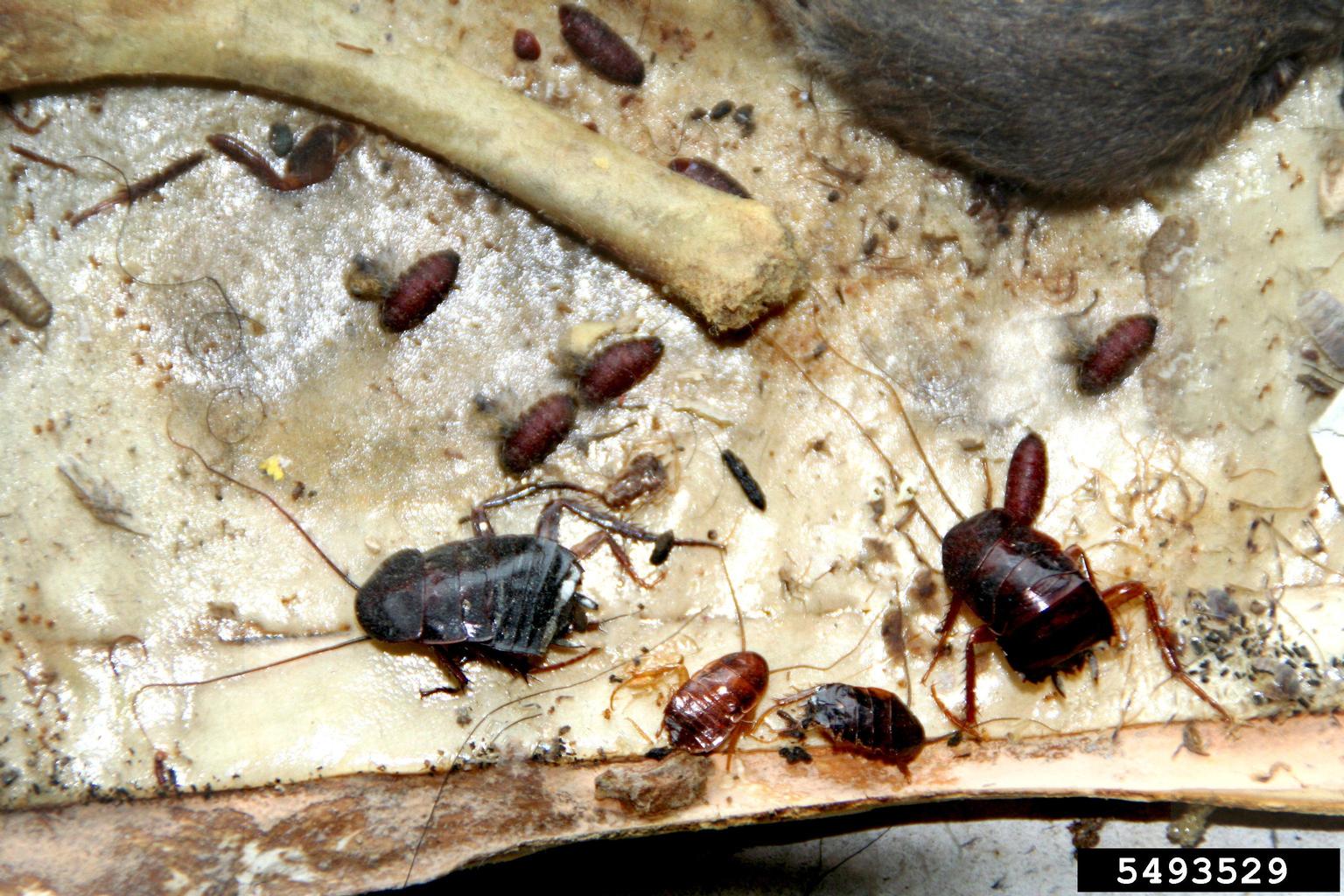 oriental cockroach (Blatta orientalis)