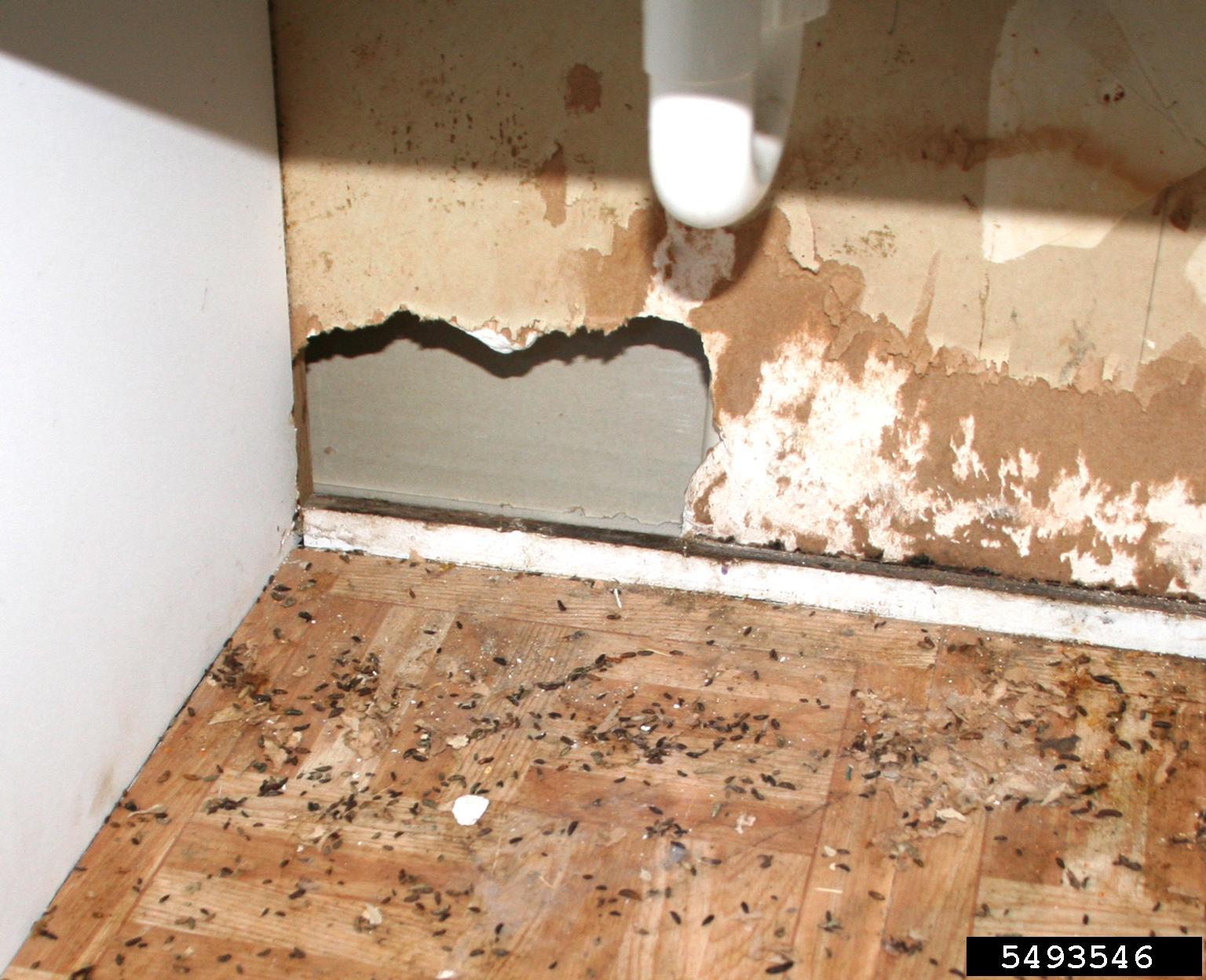 house mouse (Mus musculus Linnaeus, 1758)