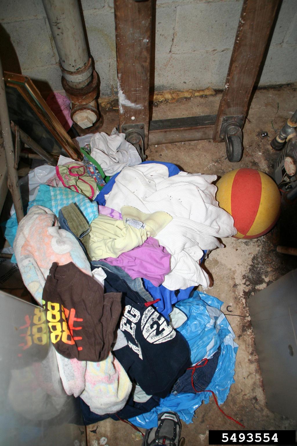 house mouse (Mus musculus Linnaeus, 1758)