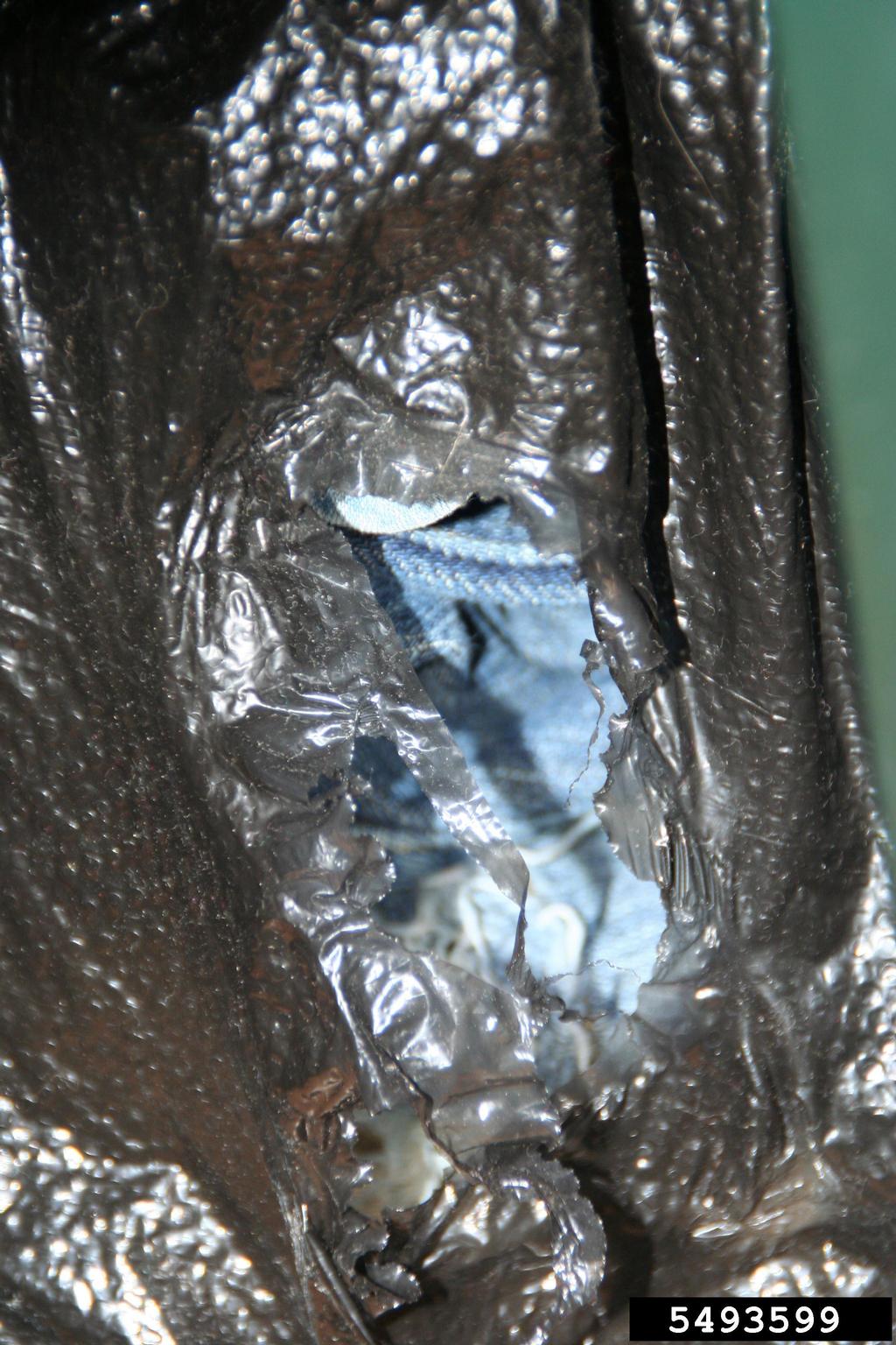 house mouse (Mus musculus Linnaeus, 1758)