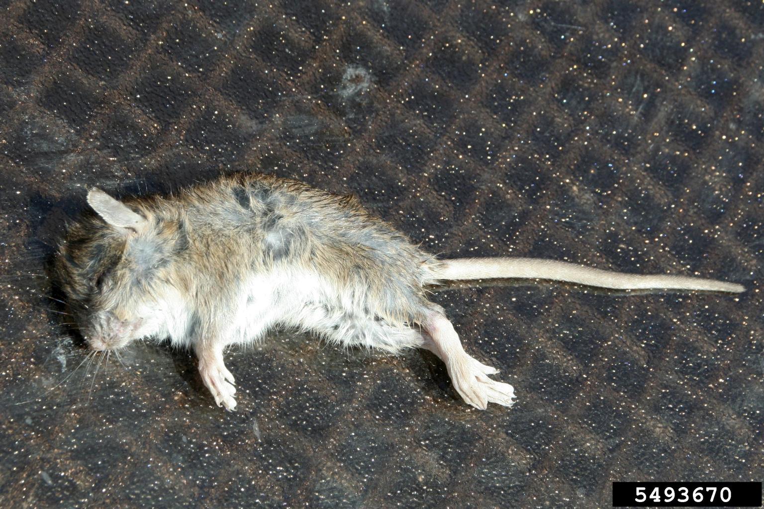 rat, vole, mouse (Family Muridae)