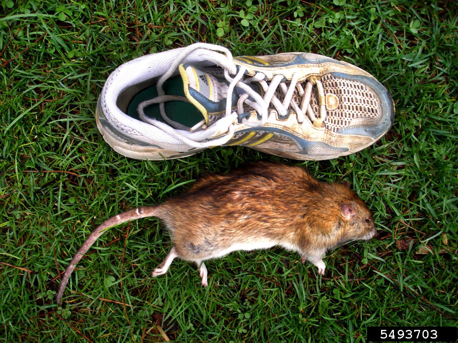 rat, vole, mouse (Family Muridae)