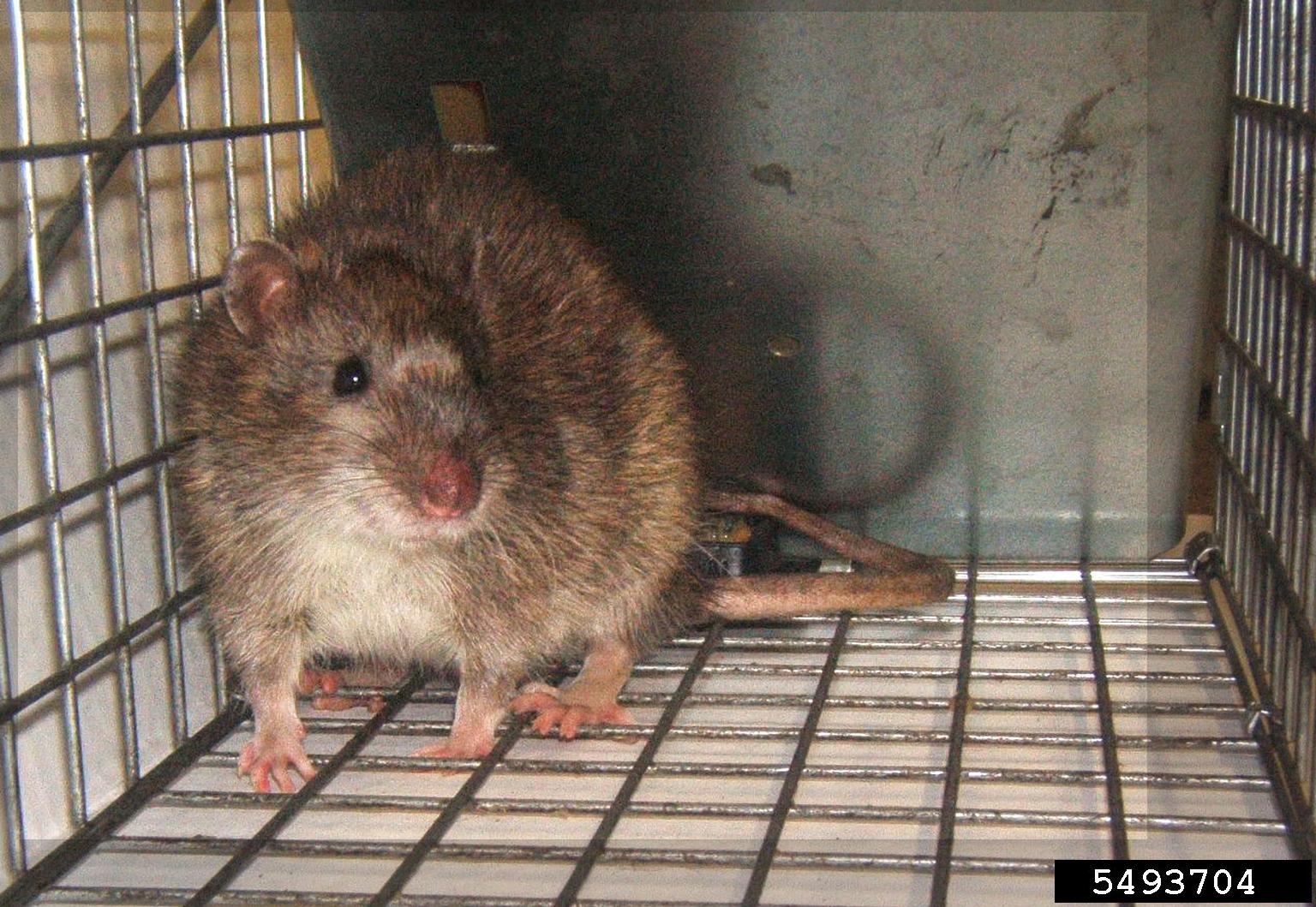 rat, vole, mouse, (Rodentia: Muridae) - 5493704