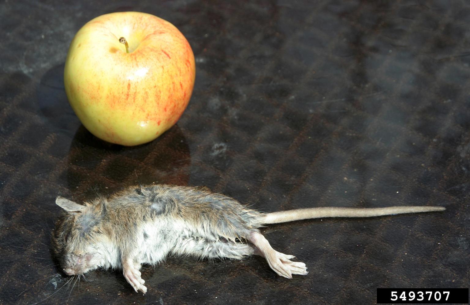 rat, vole, mouse (Family Muridae)