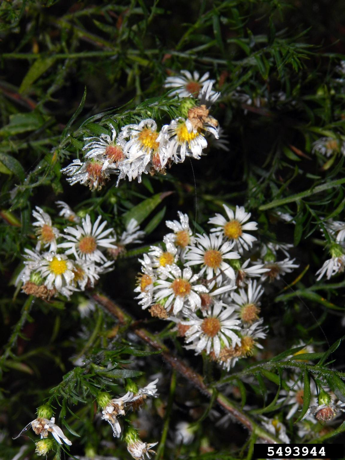 aster (Genus Aster L.)