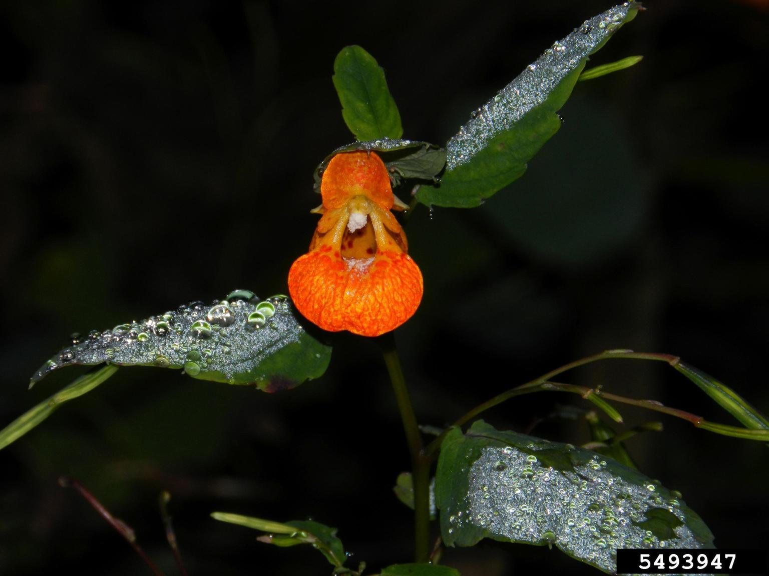 jewelweed (Impatiens capensis Meerb.)