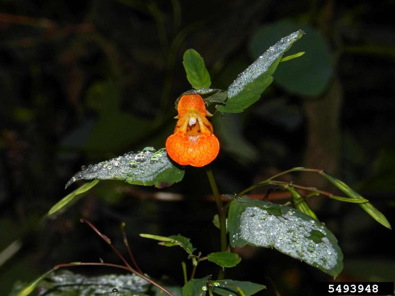 jewelweed (Impatiens capensis Meerb.)