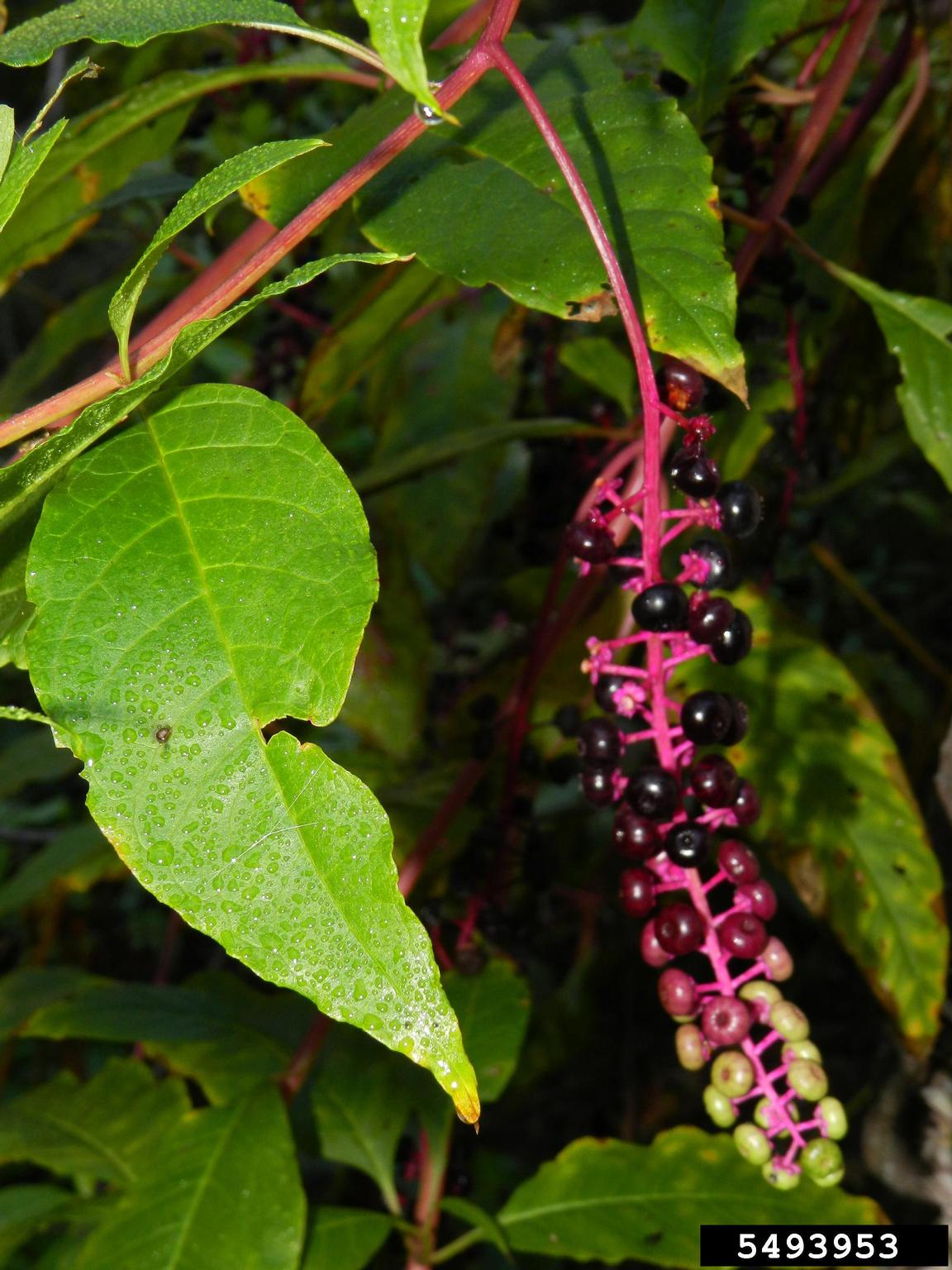 common pokeweed (Phytolacca americana L.)