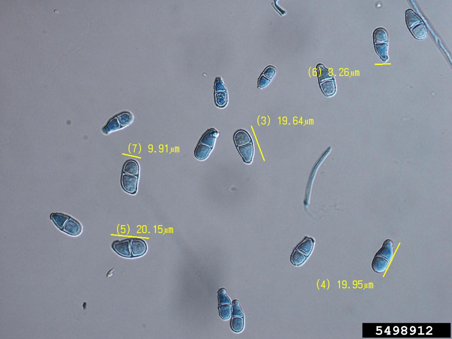 Trichothecium roseum (Trichothecium roseum (Pers.) Link)