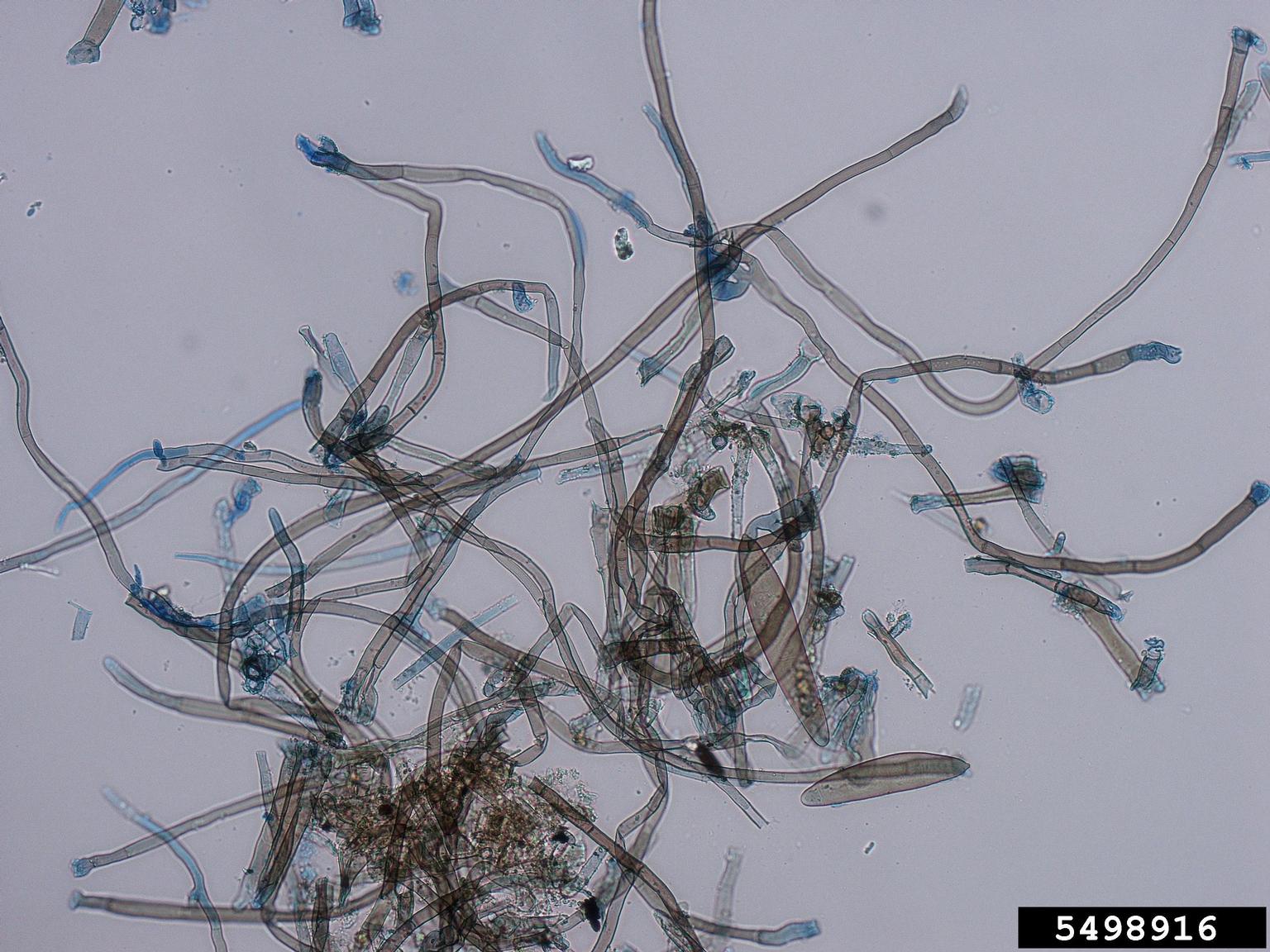 Southern corn leaf blight and stalk rot (Bipolaris maydis)