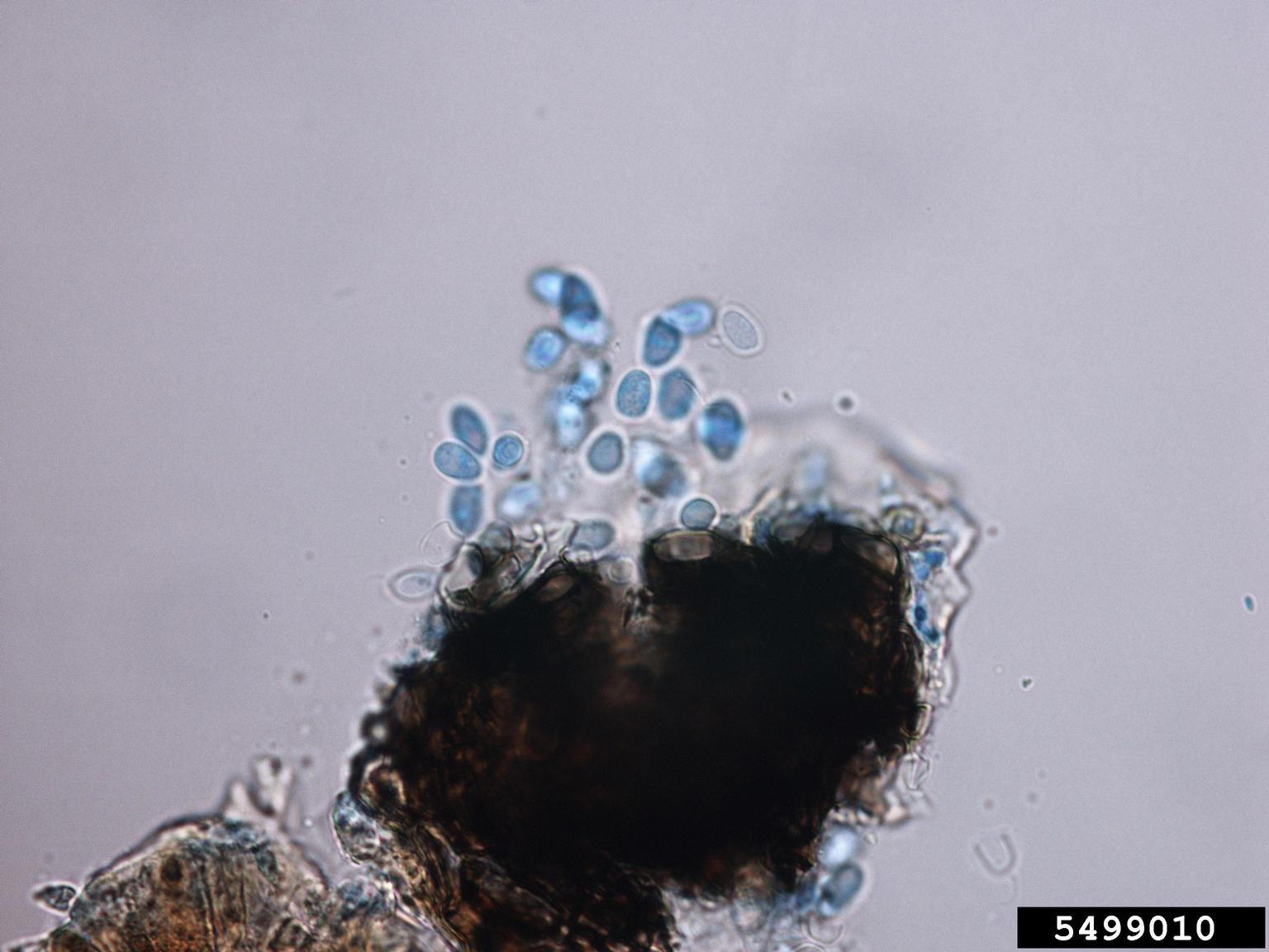 blossom rot (Phyllosticta capitalensis Henn.)