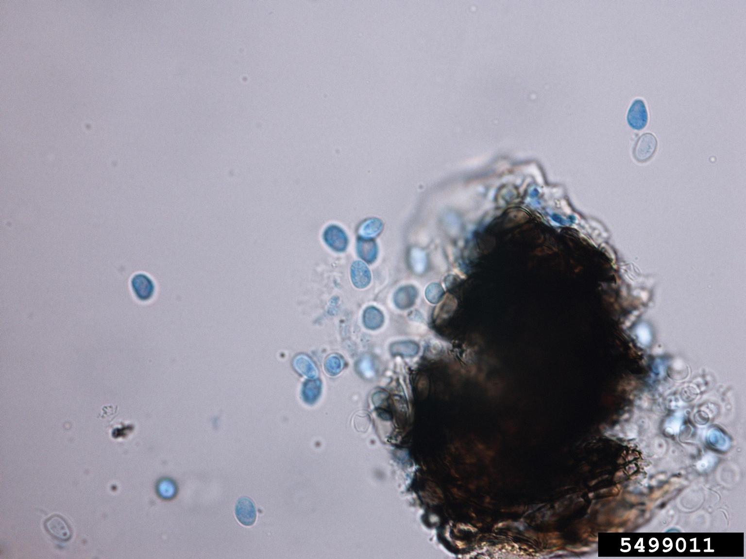 blossom rot (Phyllosticta capitalensis Henn.)