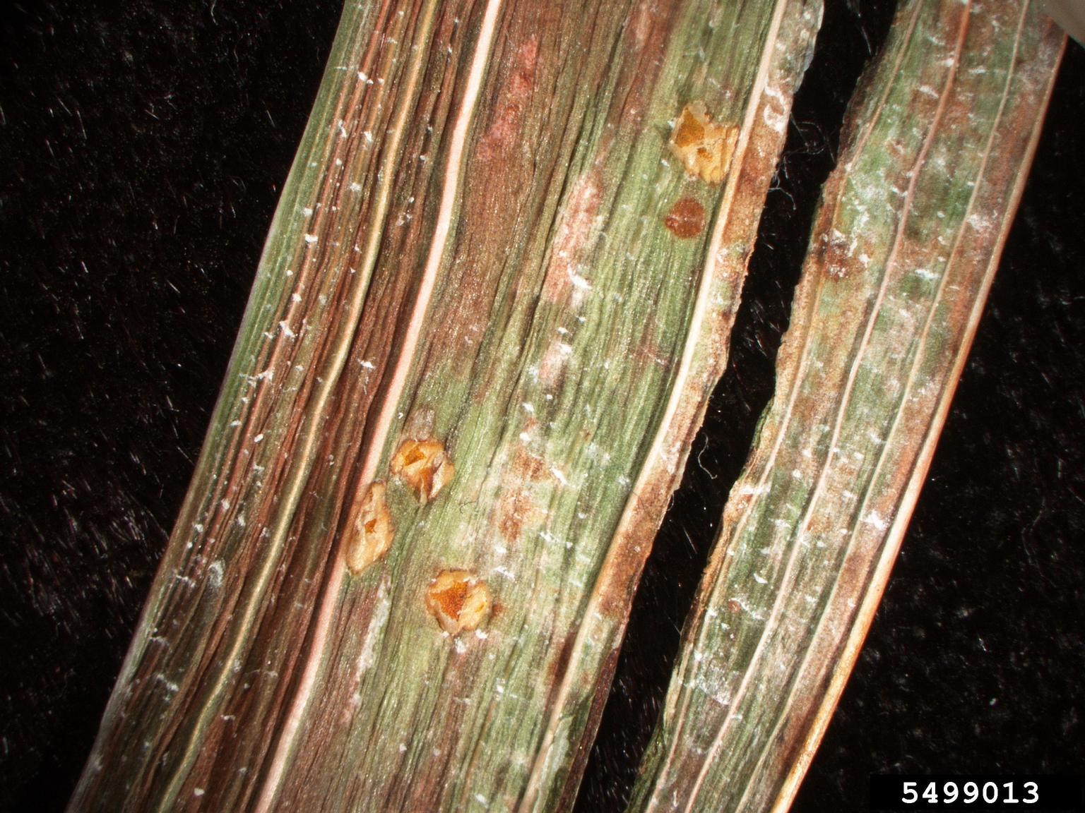 gladiolus rust (Uromyces transversalis (Thümen) Winter)