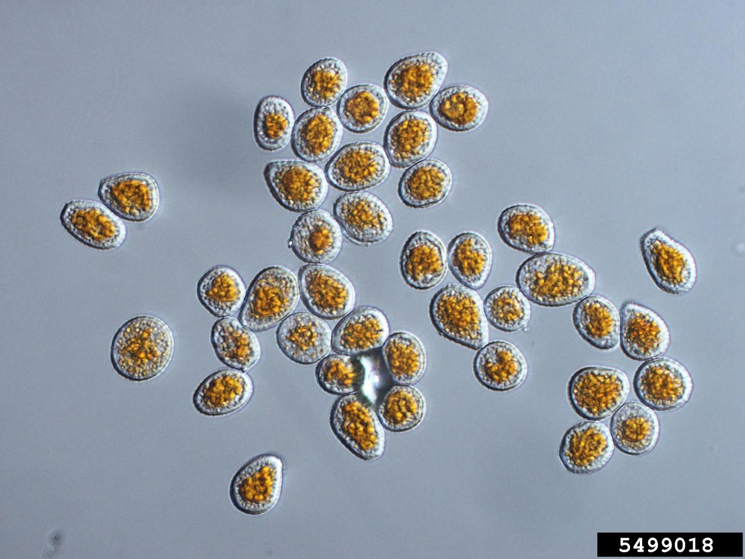 gladiolus rust (Uromyces transversalis (Thümen) Winter)