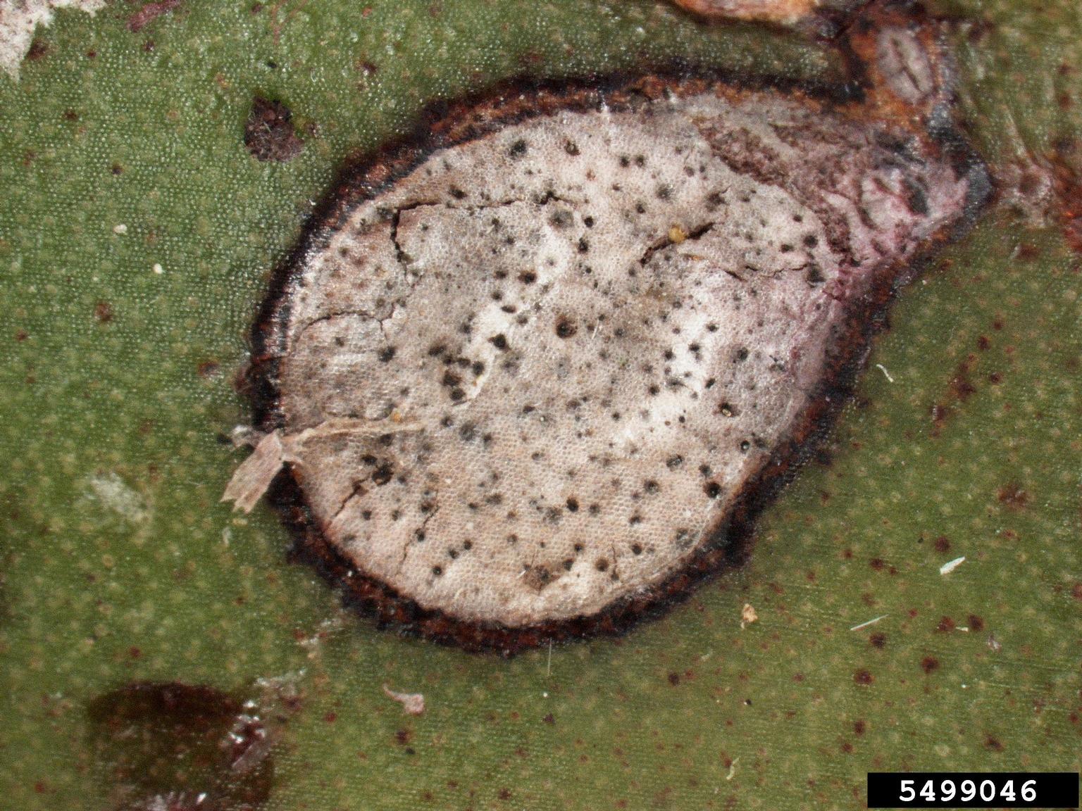 Phoma blights (Genus Phoma Sacc.)