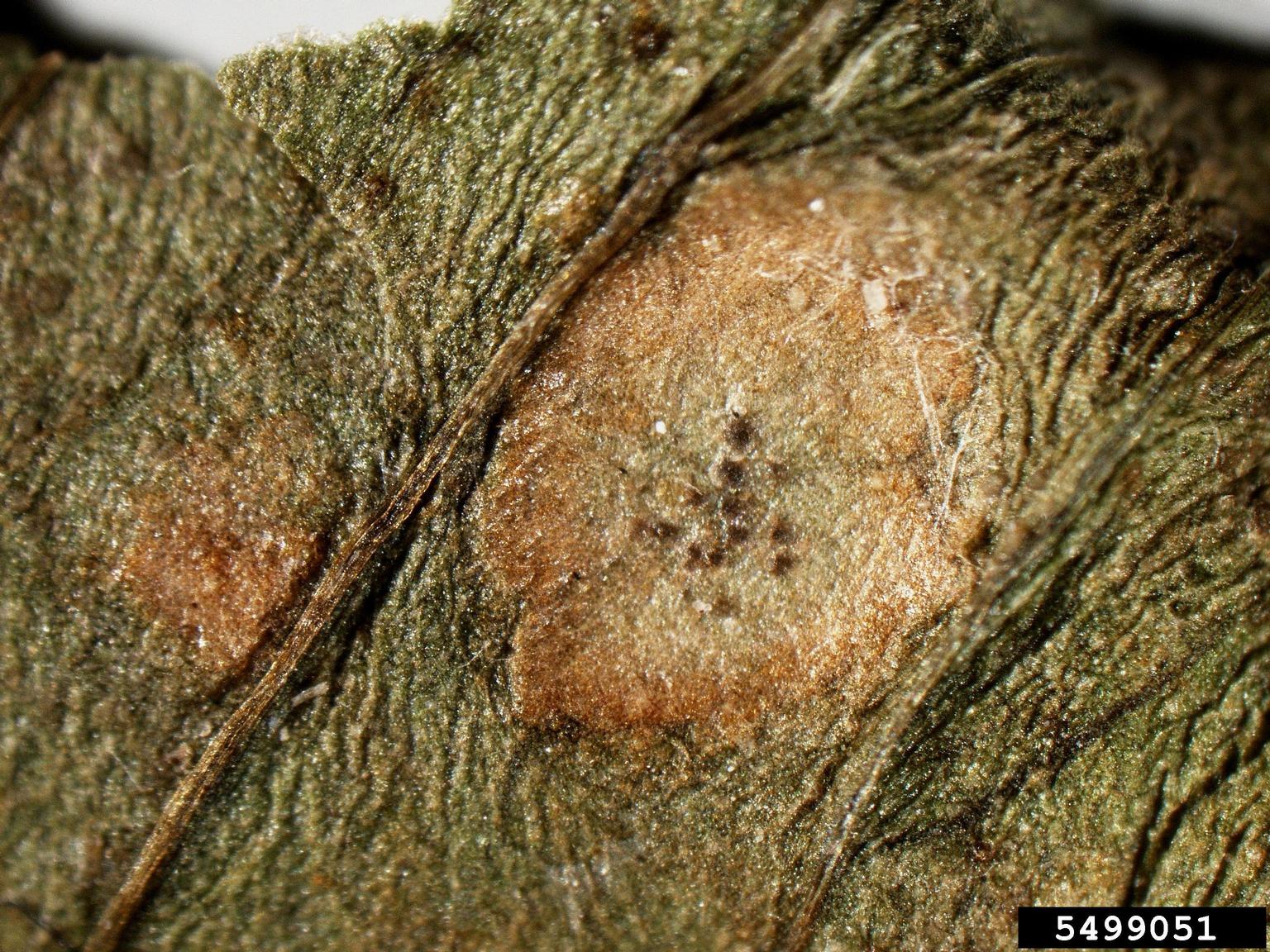 Septoria leaf spot (Septoria apiicola ) on celery (Apium spp. ) - 5499051