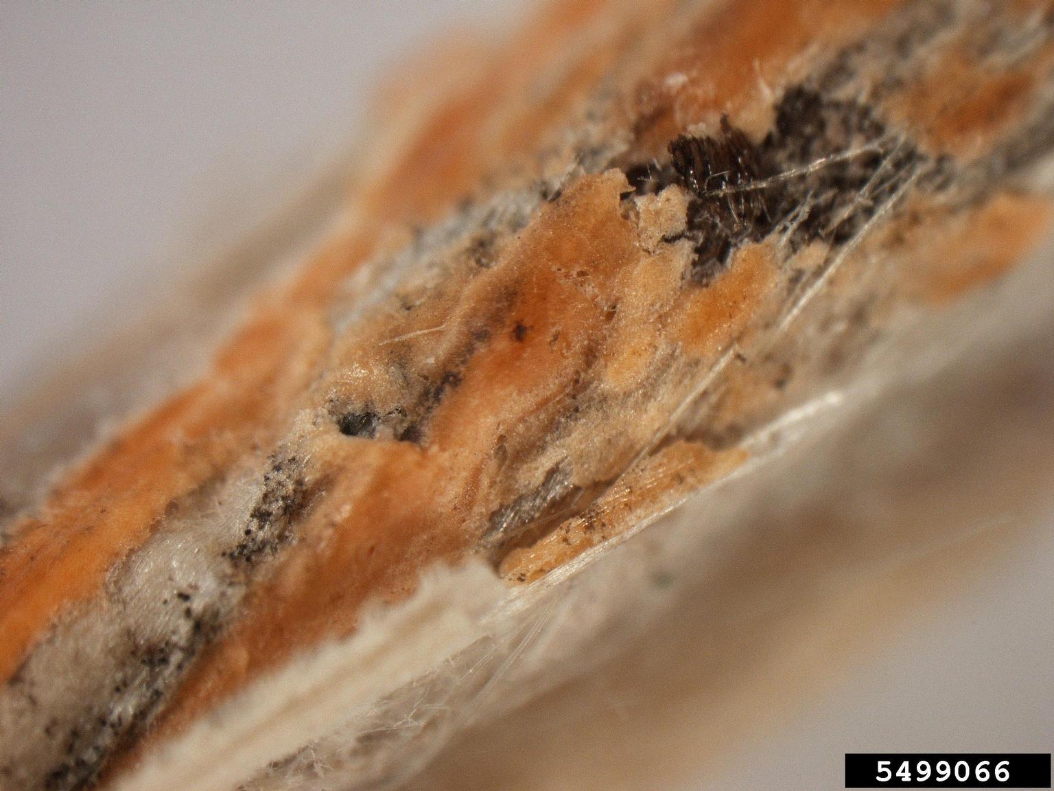 Fusarium wilts, blights, rots and damping-off (Fusarium spp. ) on oat ...
