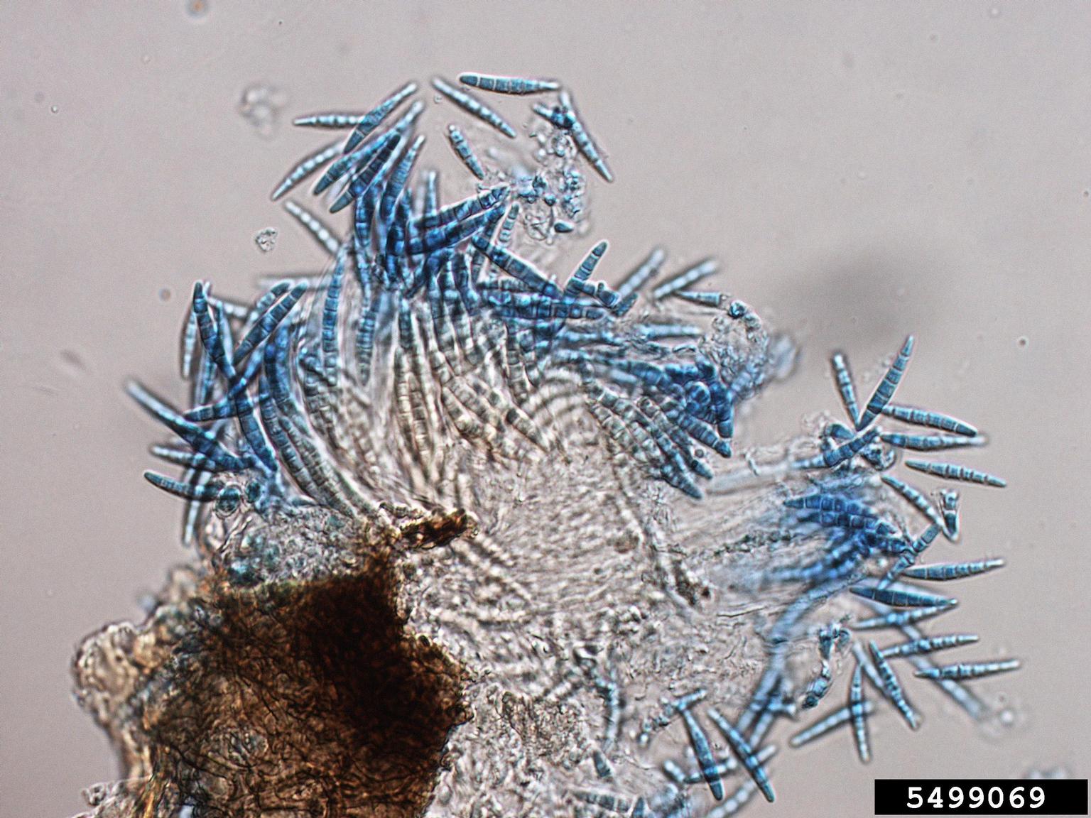 Leptosphaeria leaf blight (Genus Leptosphaeria Ces. & De Not.)