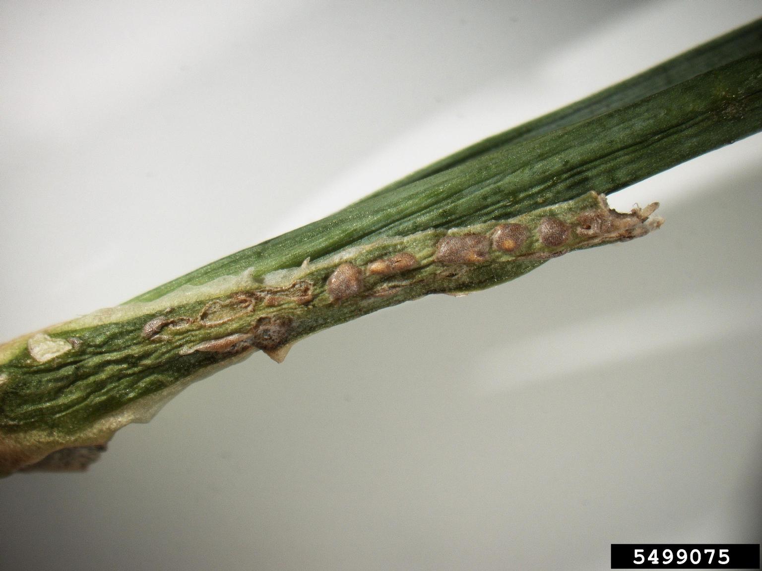 rust (Uromyces dianthi (Pers.) Niessl)