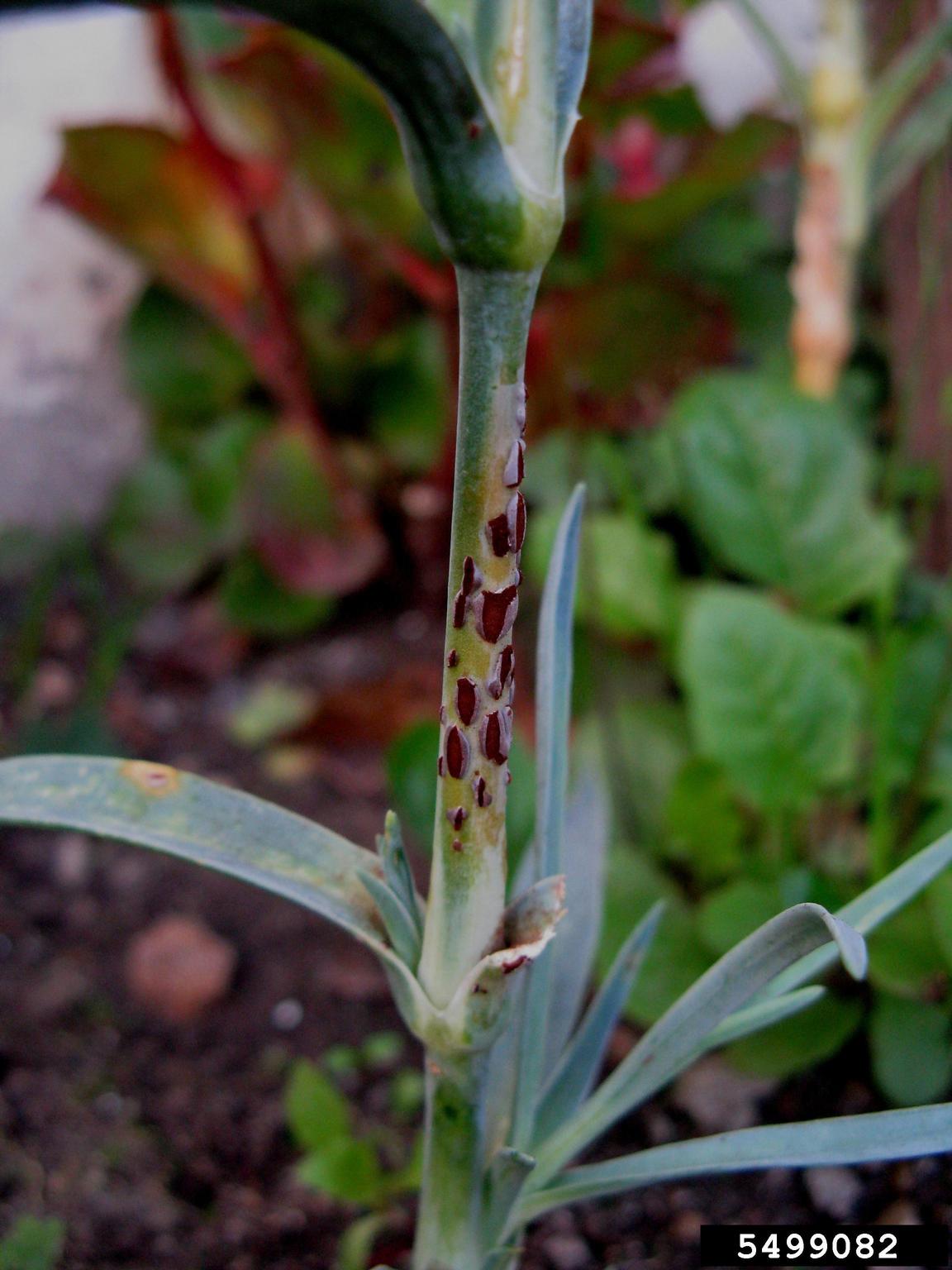 rust (Uromyces dianthi (Pers.) Niessl)