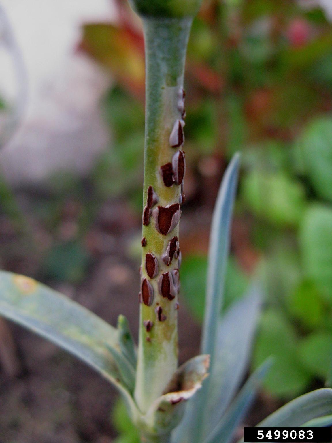 rust (Uromyces dianthi ) on carnation (Dianthus spp. ) - 5499083