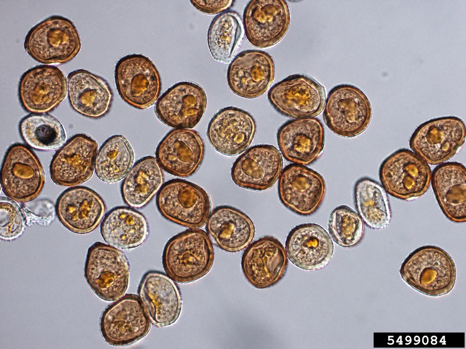 rust (Uromyces dianthi (Pers.) Niessl)