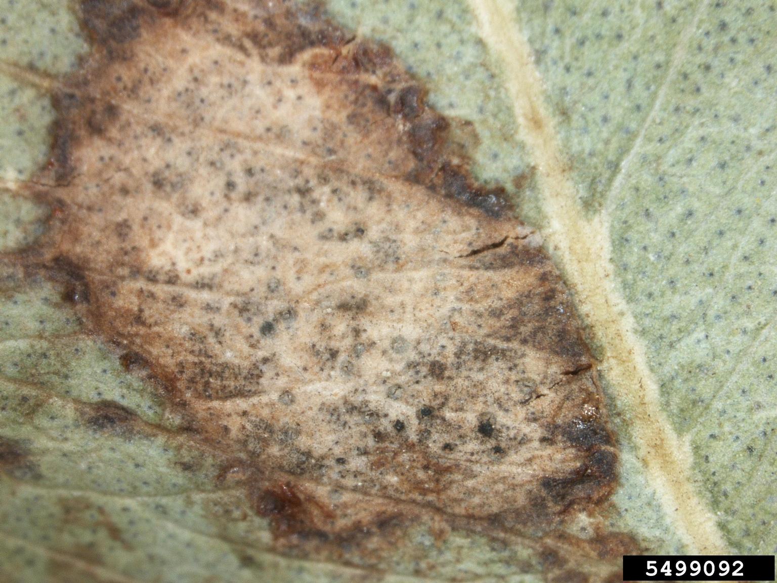 Pestalotiopsis leaf spot (Pestalotiopsis versicolor (Speg.) Steyaert)