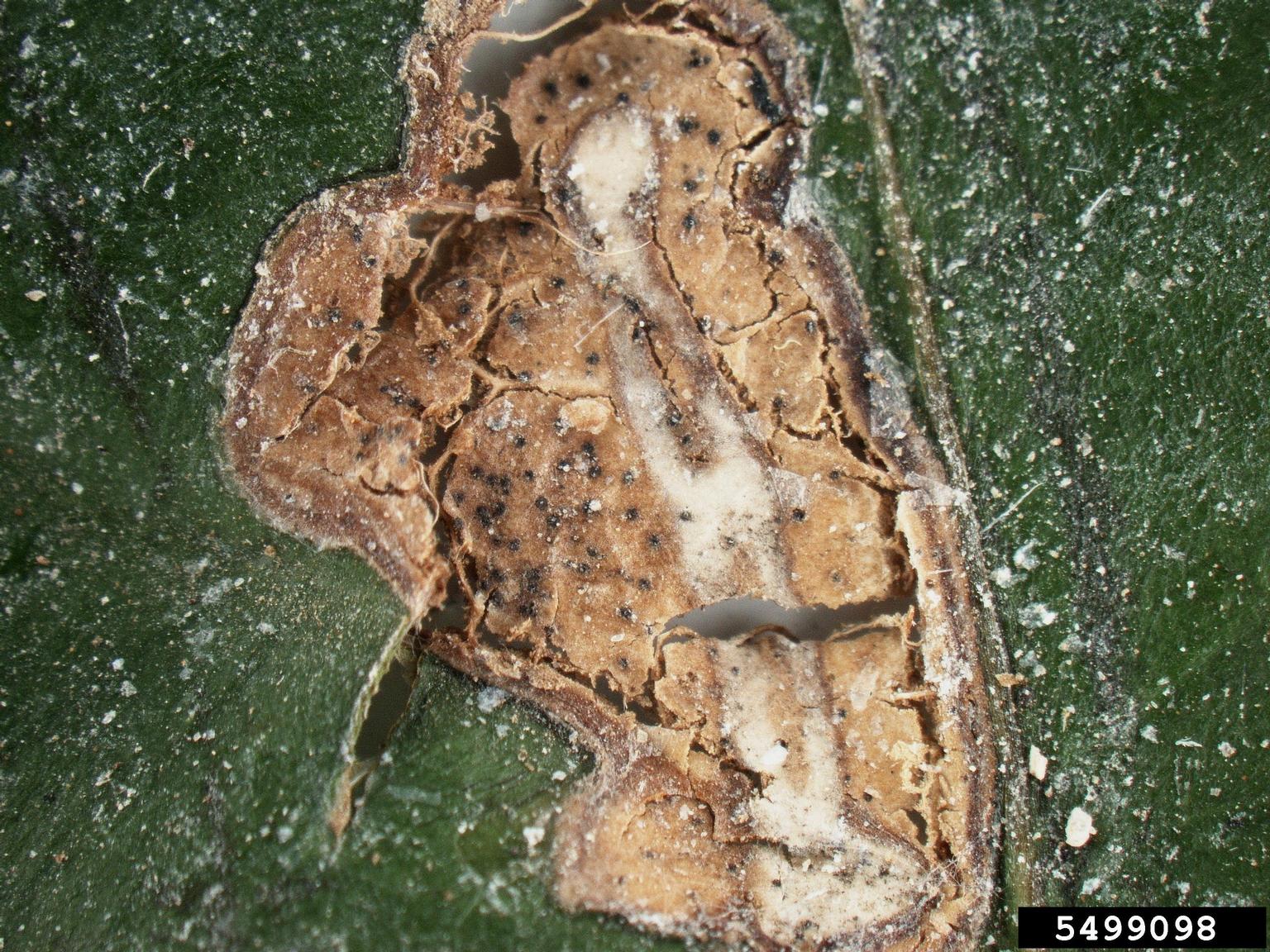 Mycosphaerella fungi (Genus Mycosphaerella)