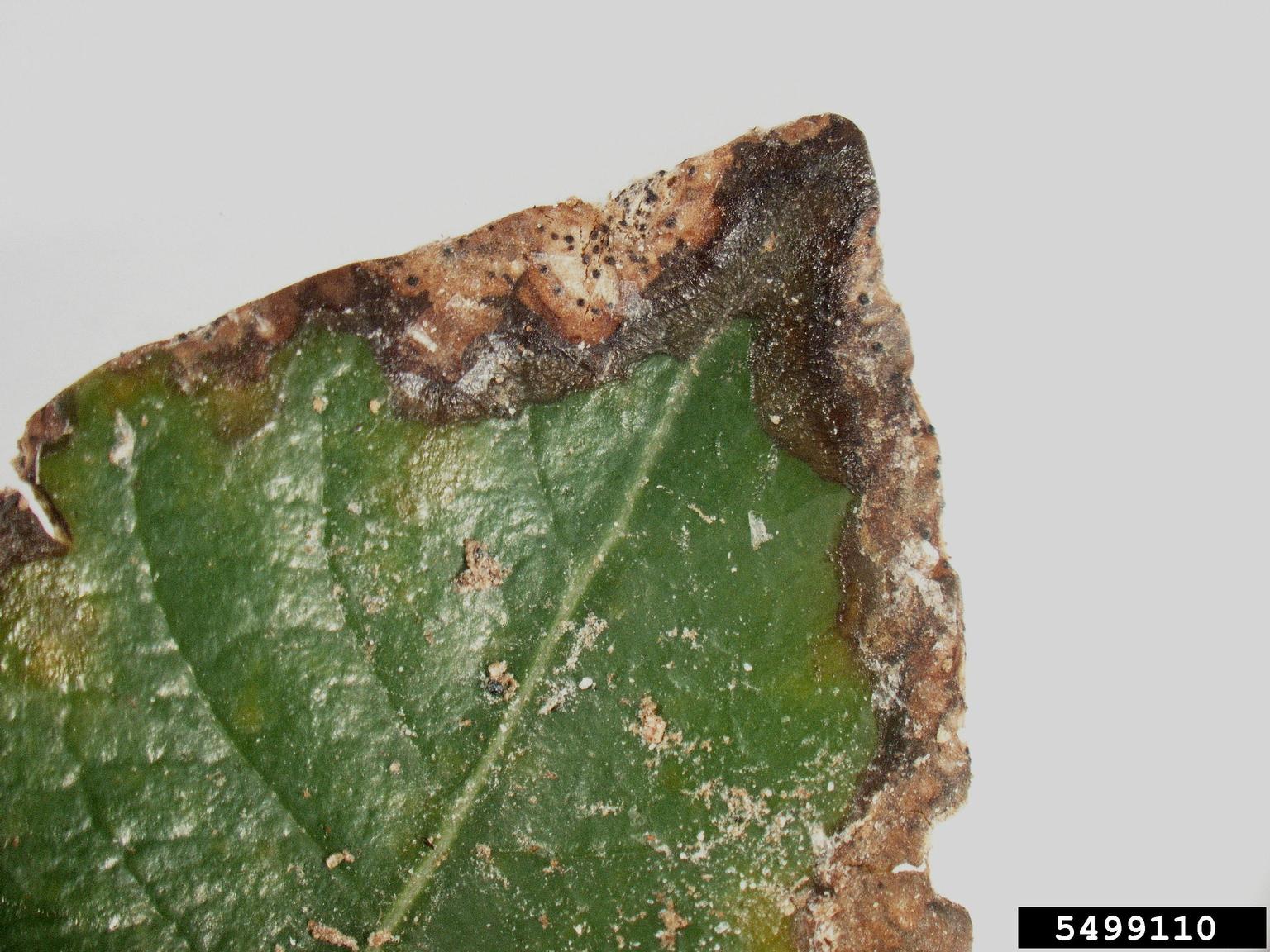 Phomopsis cankers and twig blights (Genus Phomopsis)