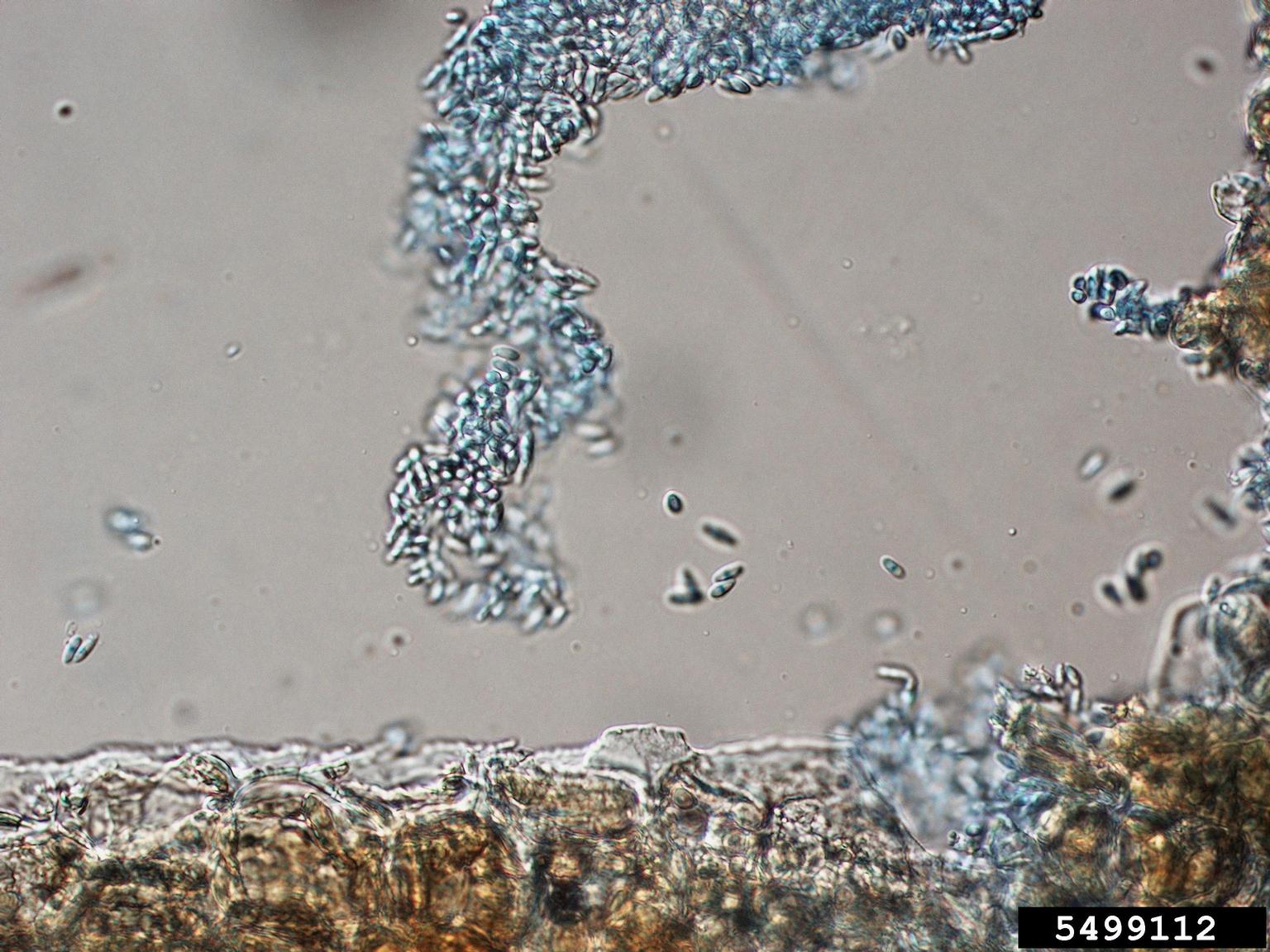 Phomopsis cankers and twig blights (Genus Phomopsis)