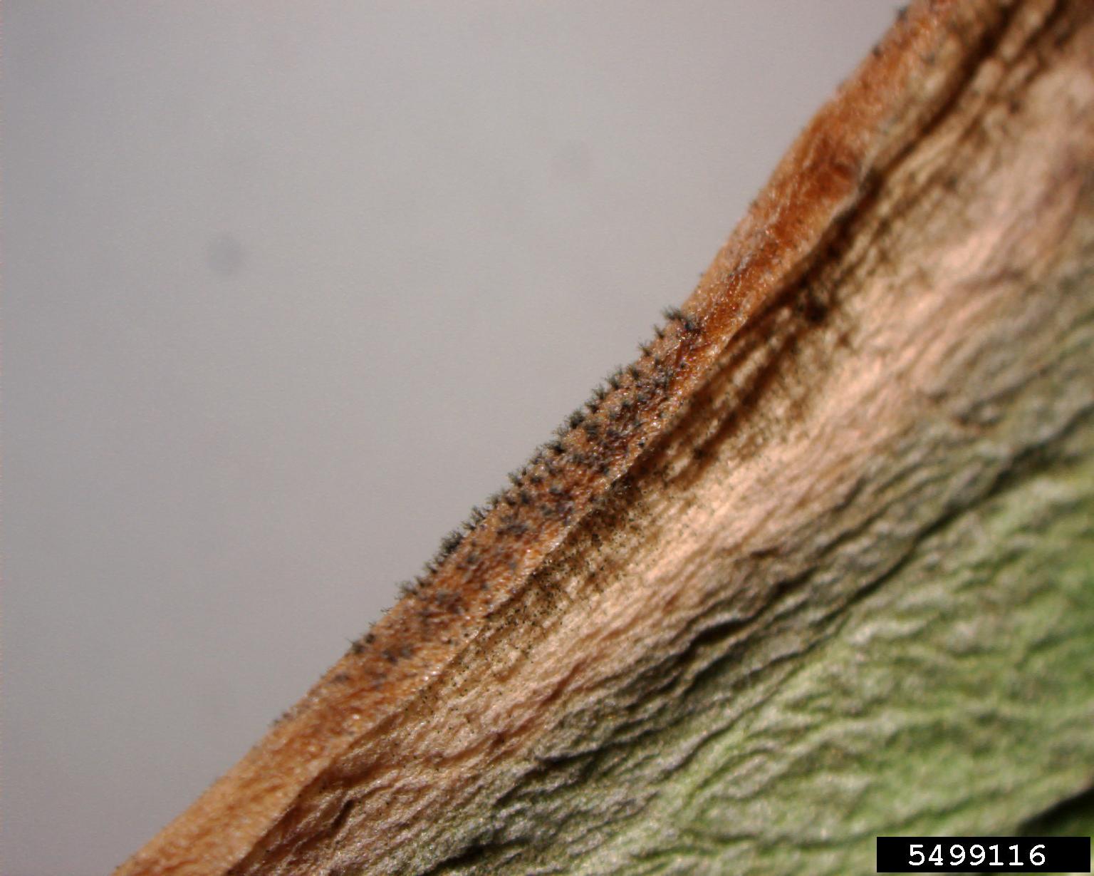 Cladosporium fungi (Genus Cladosporium Link: Fr.)