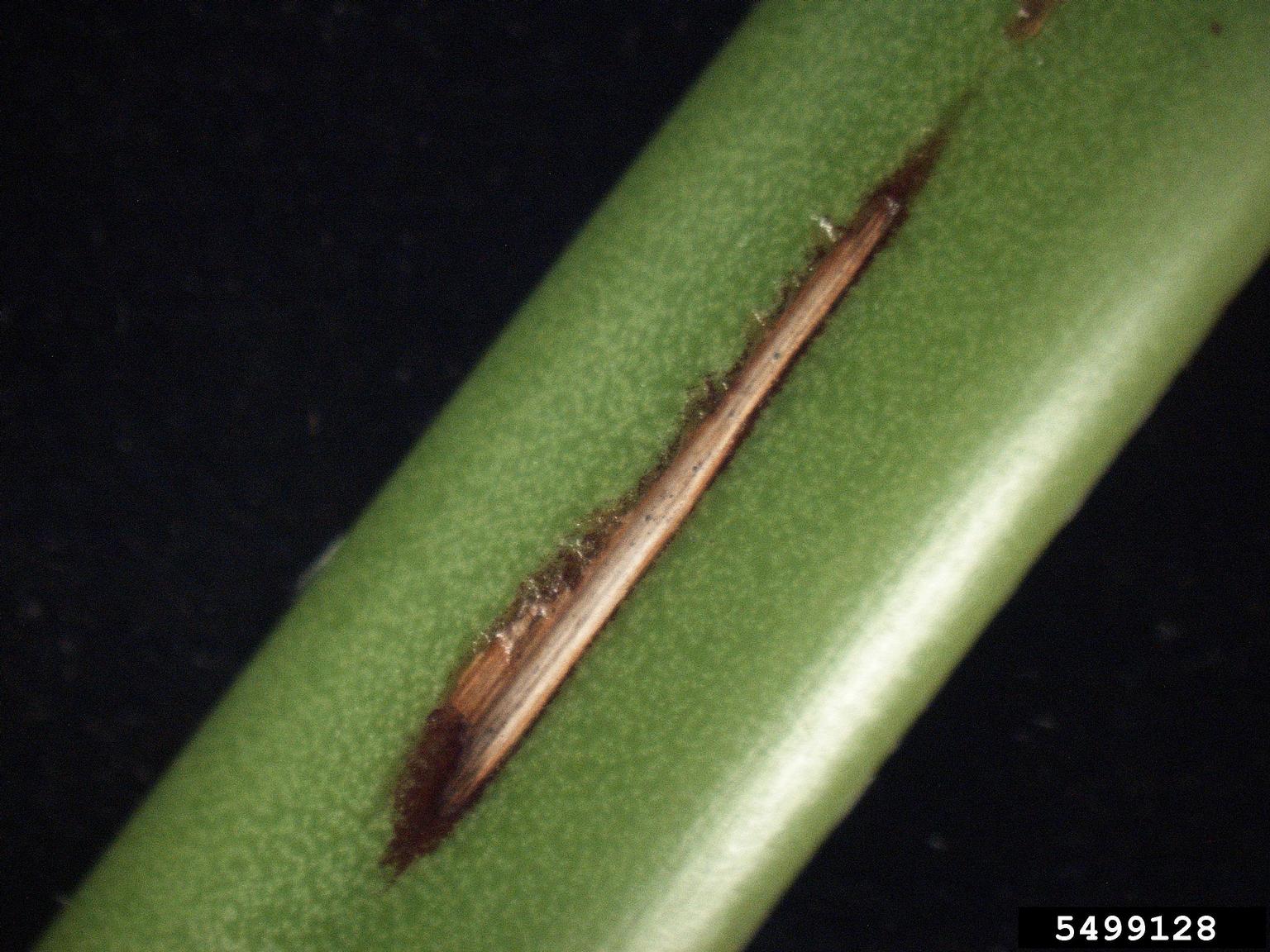 Mycosphaerella fungi (Genus Mycosphaerella)