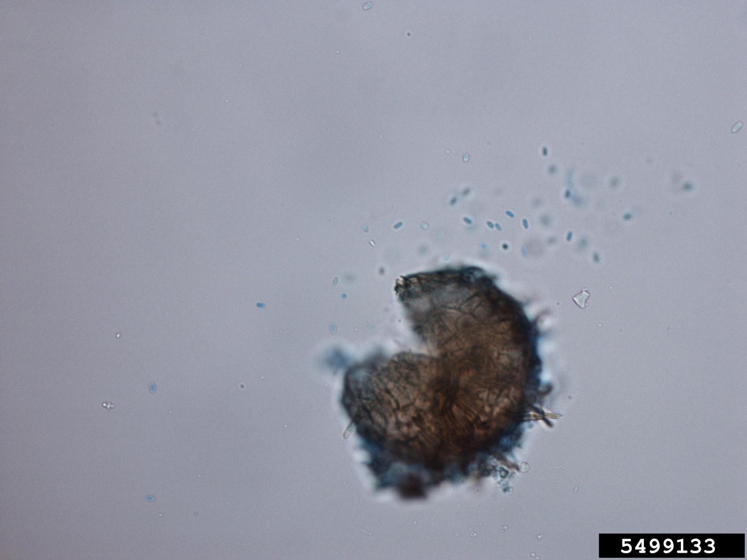 Phoma blights (Genus Phoma)