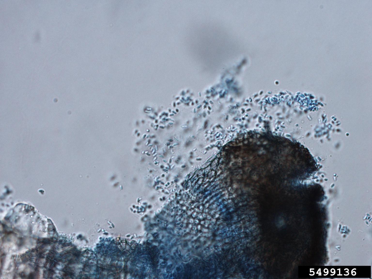 Phoma blights (Genus Phoma Sacc.)