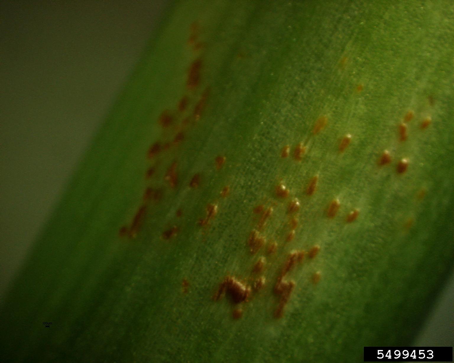 onion rust (Puccinia allii Castagne)