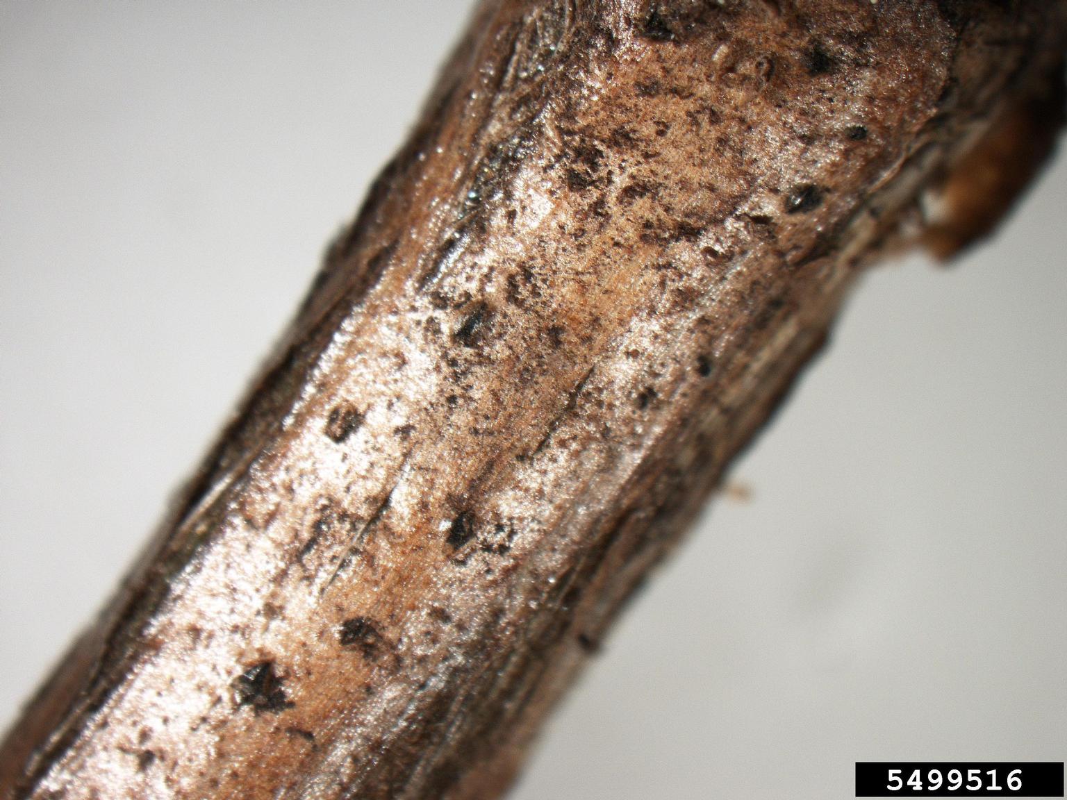 Phomopsis cankers and twig blights (Genus Phomopsis (Sacc.) Bubák)