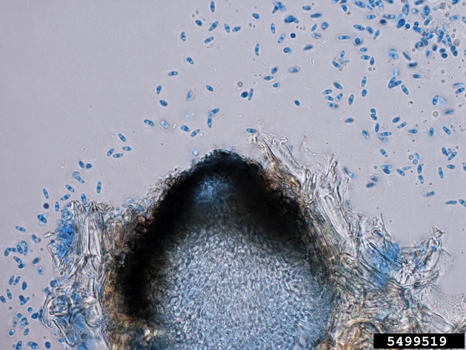 Phomopsis cankers and twig blights (Genus Phomopsis (Sacc.) Bubák)