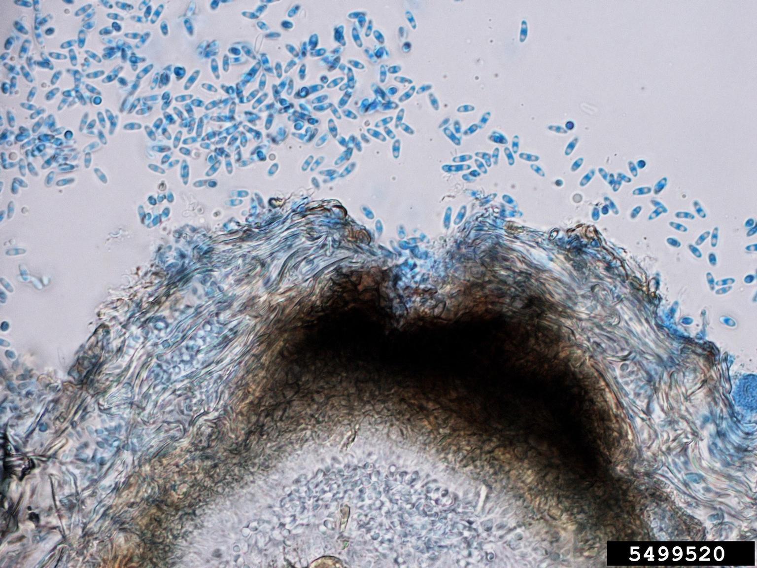 Phomopsis cankers and twig blights (Genus Phomopsis (Sacc.) Bubák)