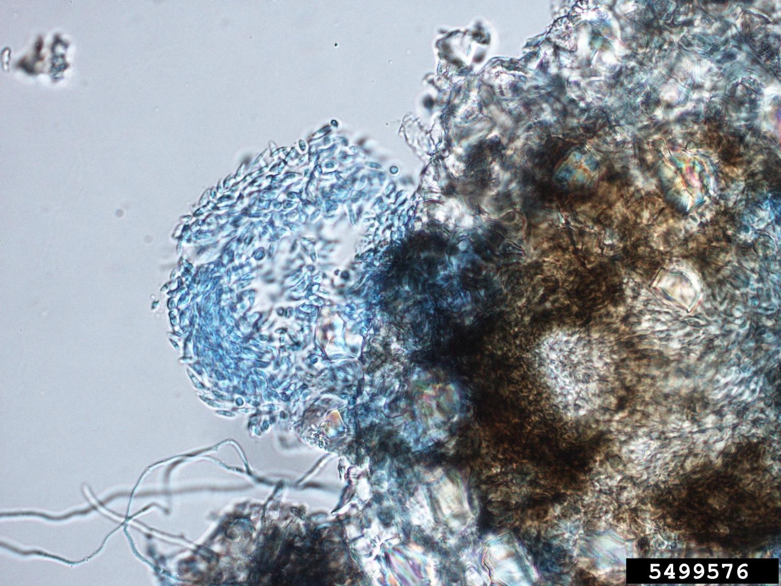 Phomopsis cankers and twig blights (Genus Phomopsis (Sacc.) Bubák)