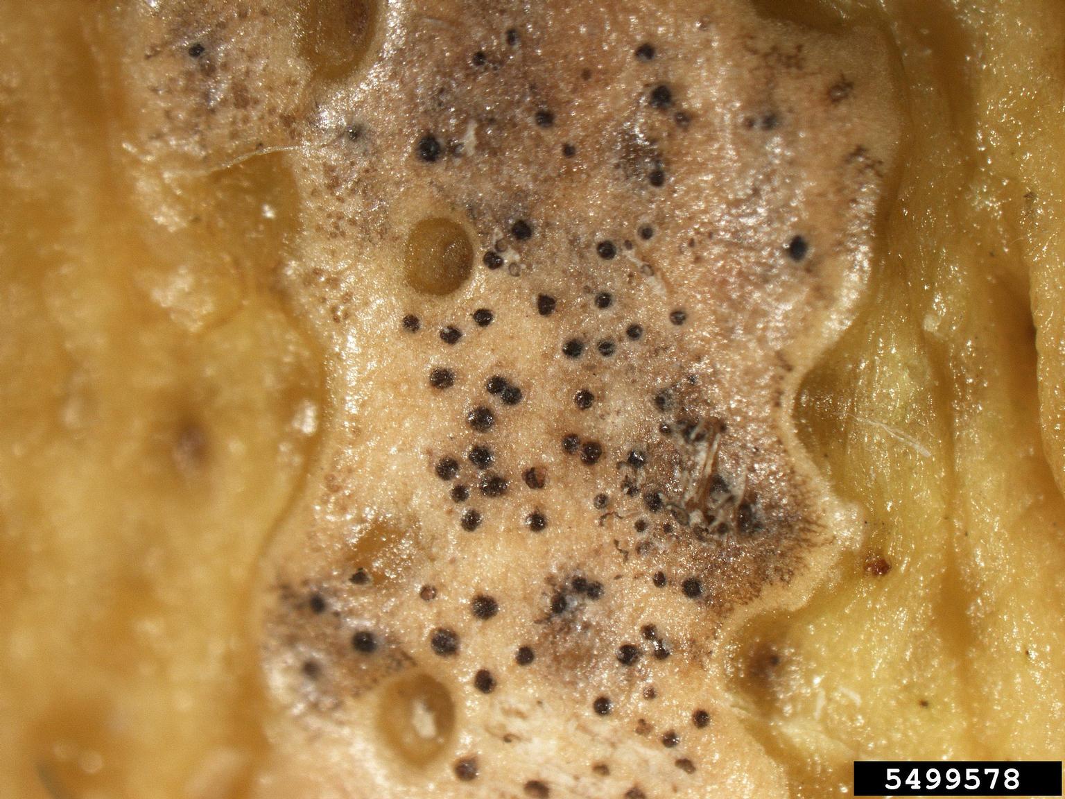 Phoma blights (Genus Phoma Sacc.)