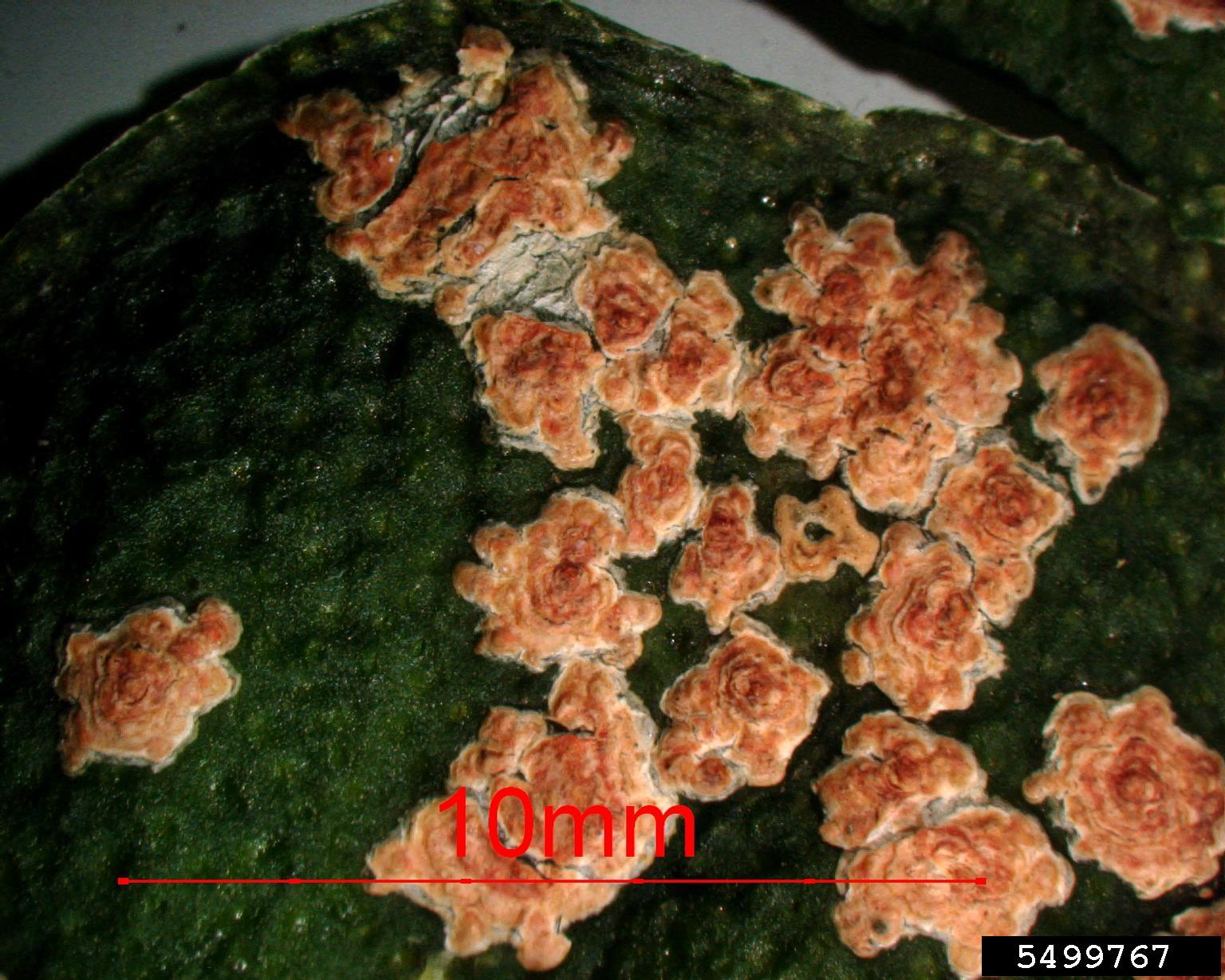 sweet orange scab (Elsinoe australis Bitanc. & Jenkins)