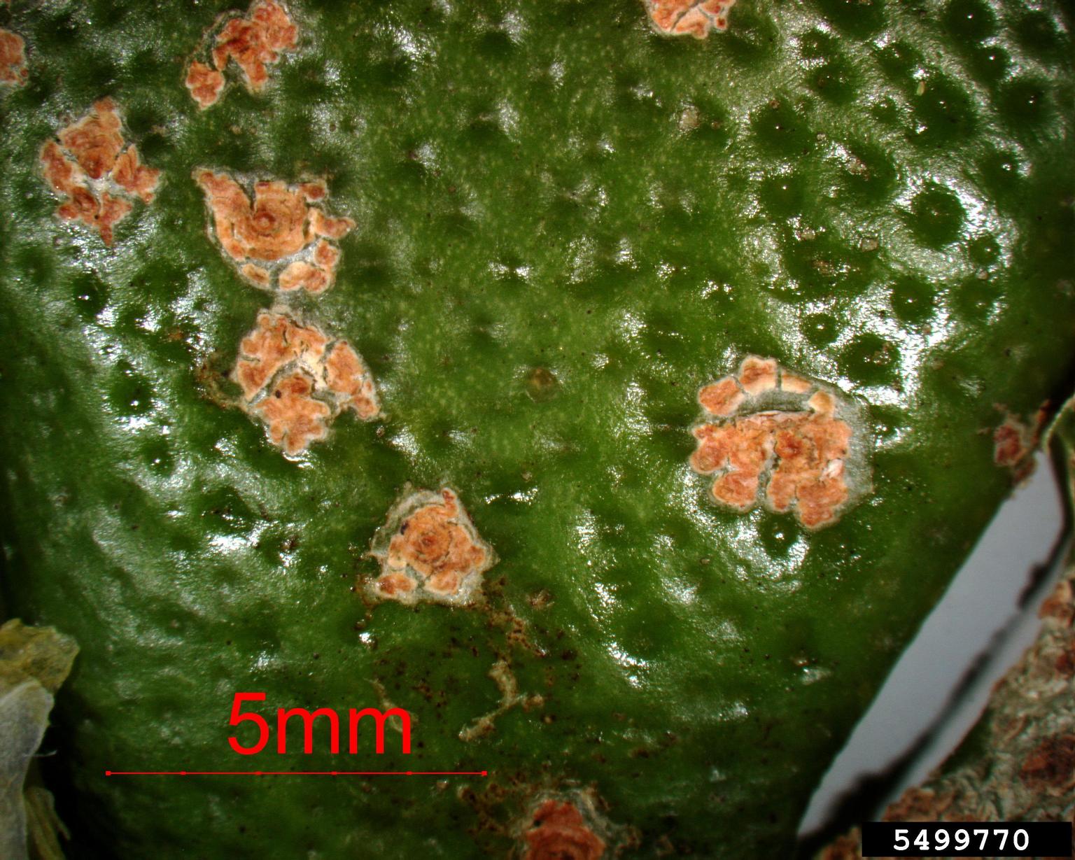 sweet orange scab (Elsinoe australis Bitanc. & Jenkins)