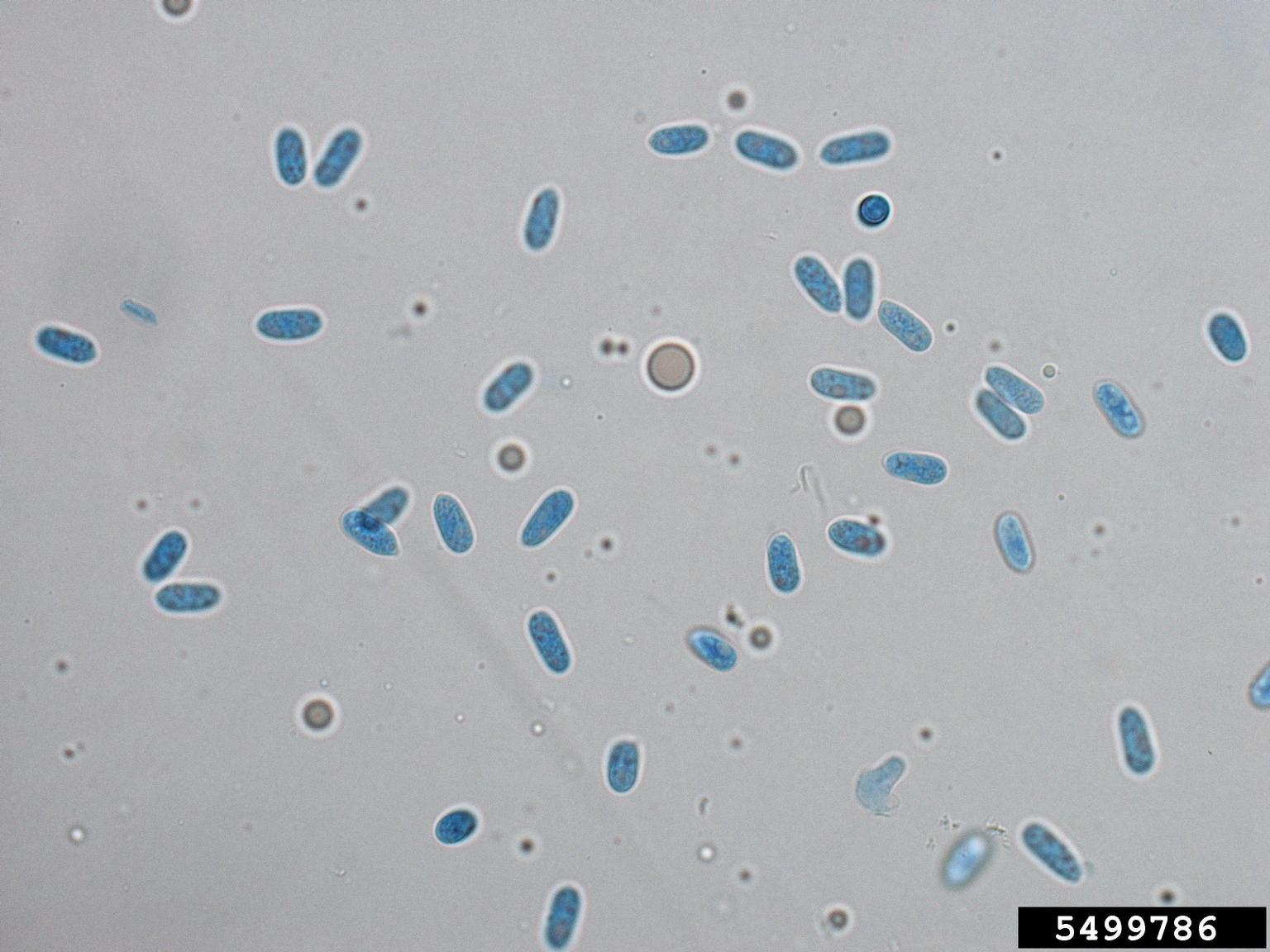 anthracnose (Genus Colletotrichum Corda)