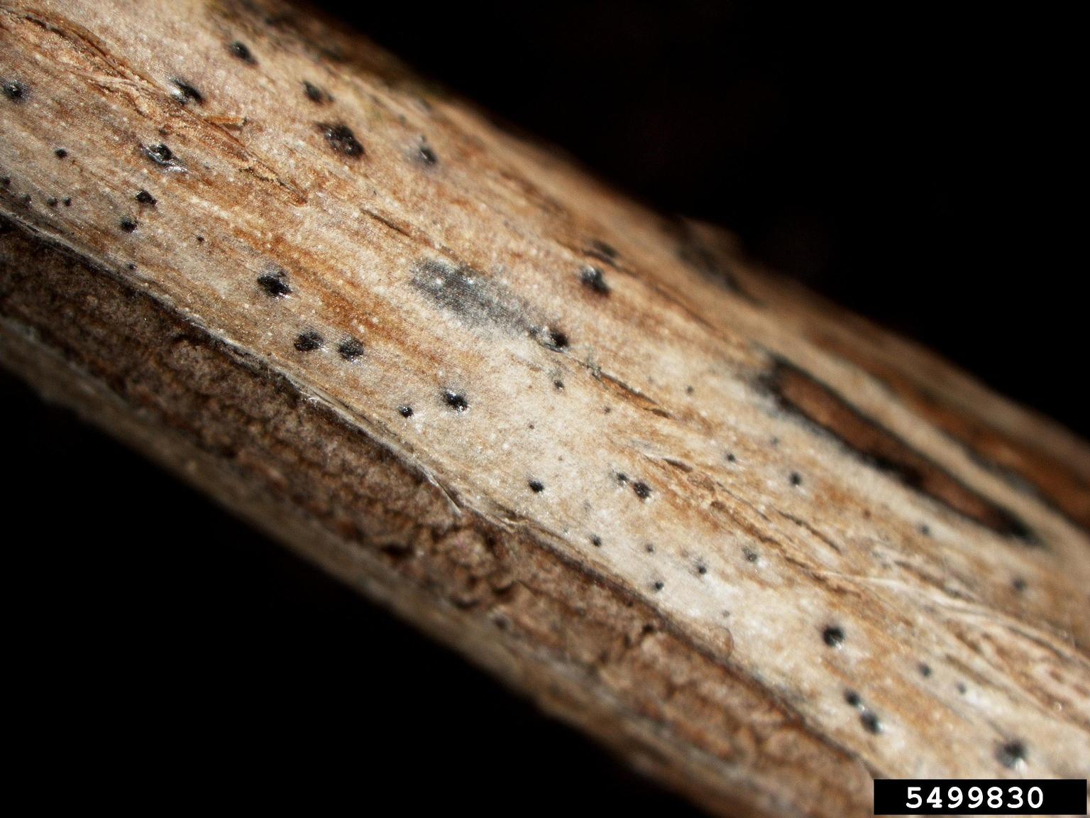 Phoma blights (Genus Phoma Sacc.)