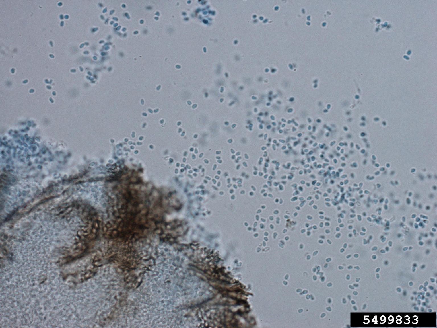 Phoma blights (Genus Phoma)