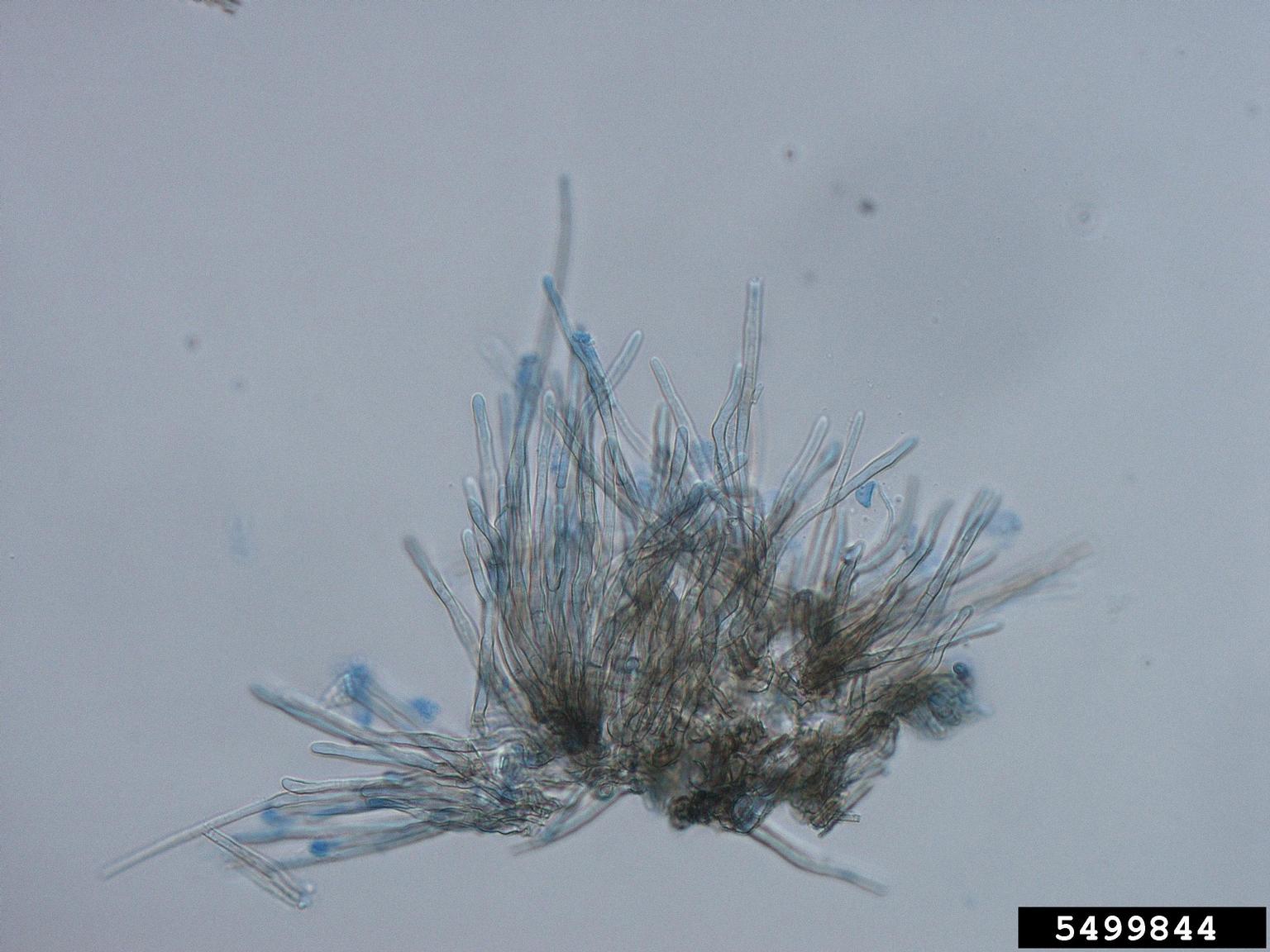Pseudocercospora fungus (Pseudocercospora theae (Cavara) Deighton)