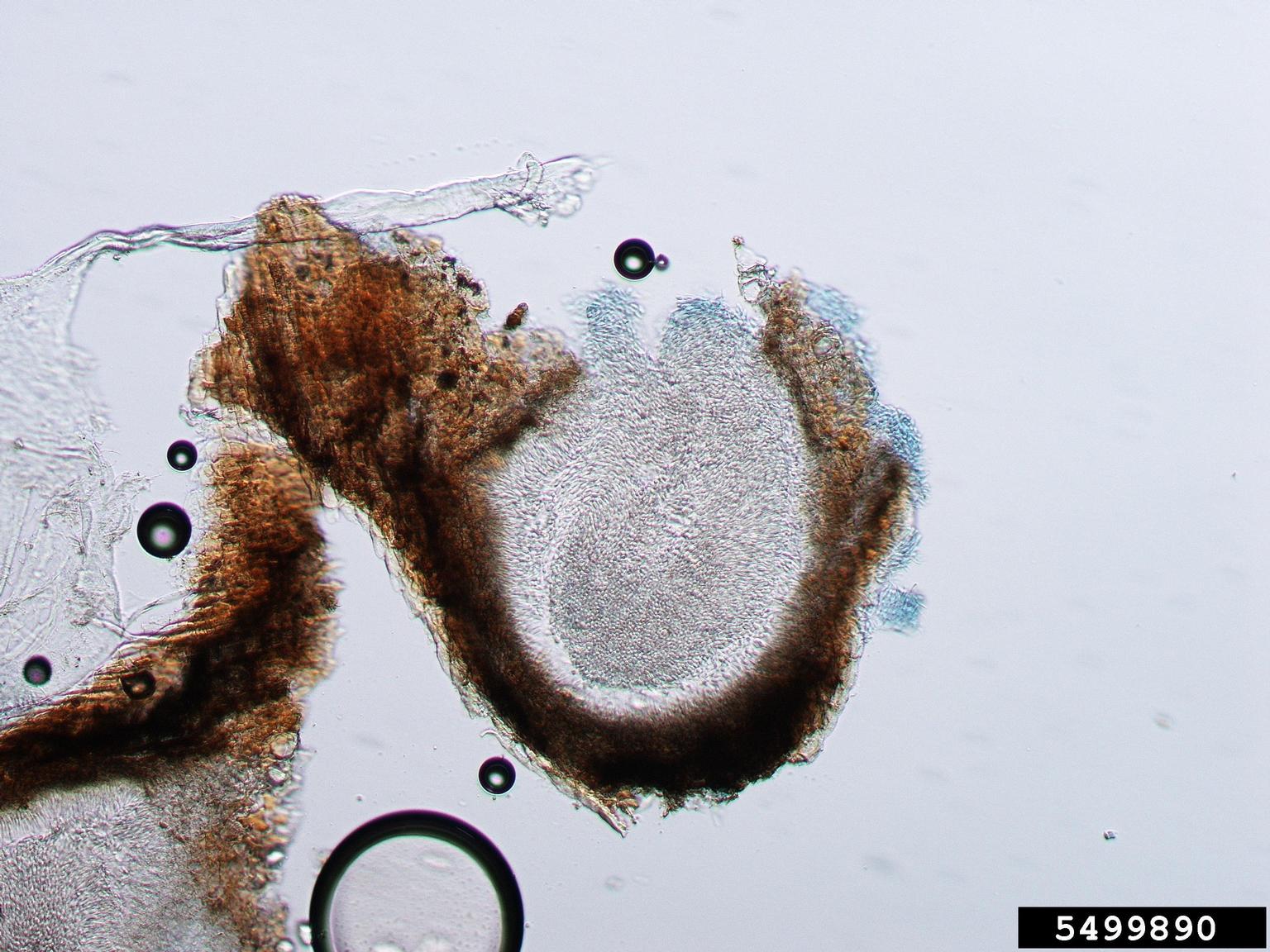 Phomopsis fungus (Phomopsis revellens)