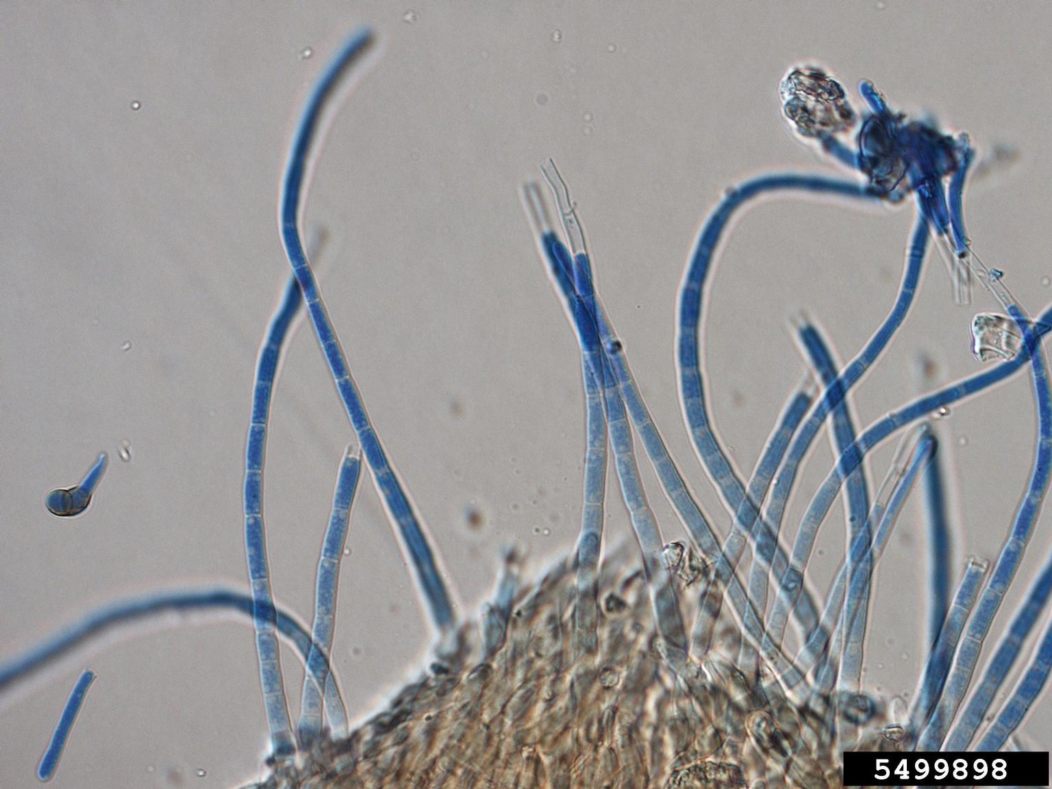 Cercospora fungus (Cercospora coleroides Sacc.)