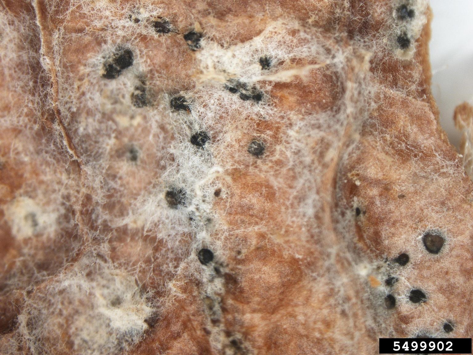 Phomopsis cankers and twig blights (Genus Phomopsis (Sacc.) Bubák)